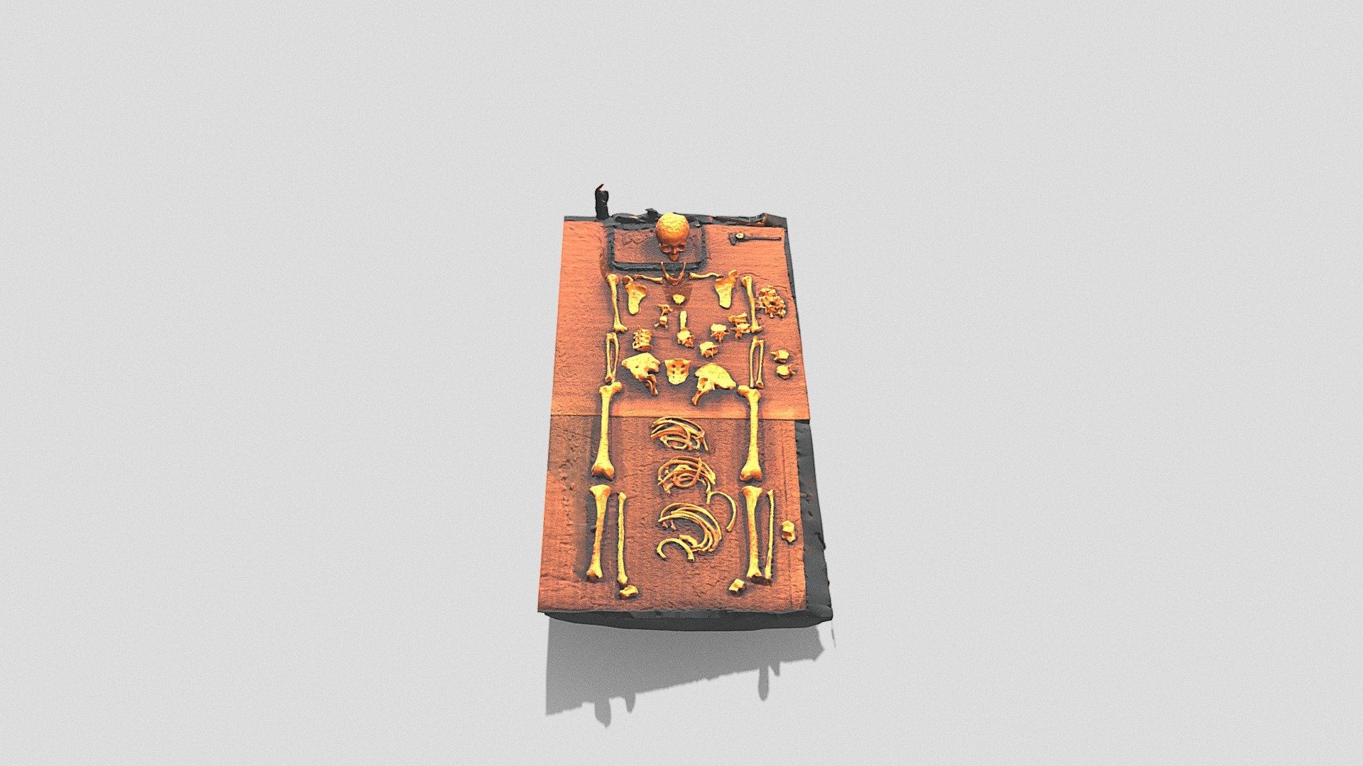 Bones FBX - 3D model by afoyru [8557c88] - Sketchfab