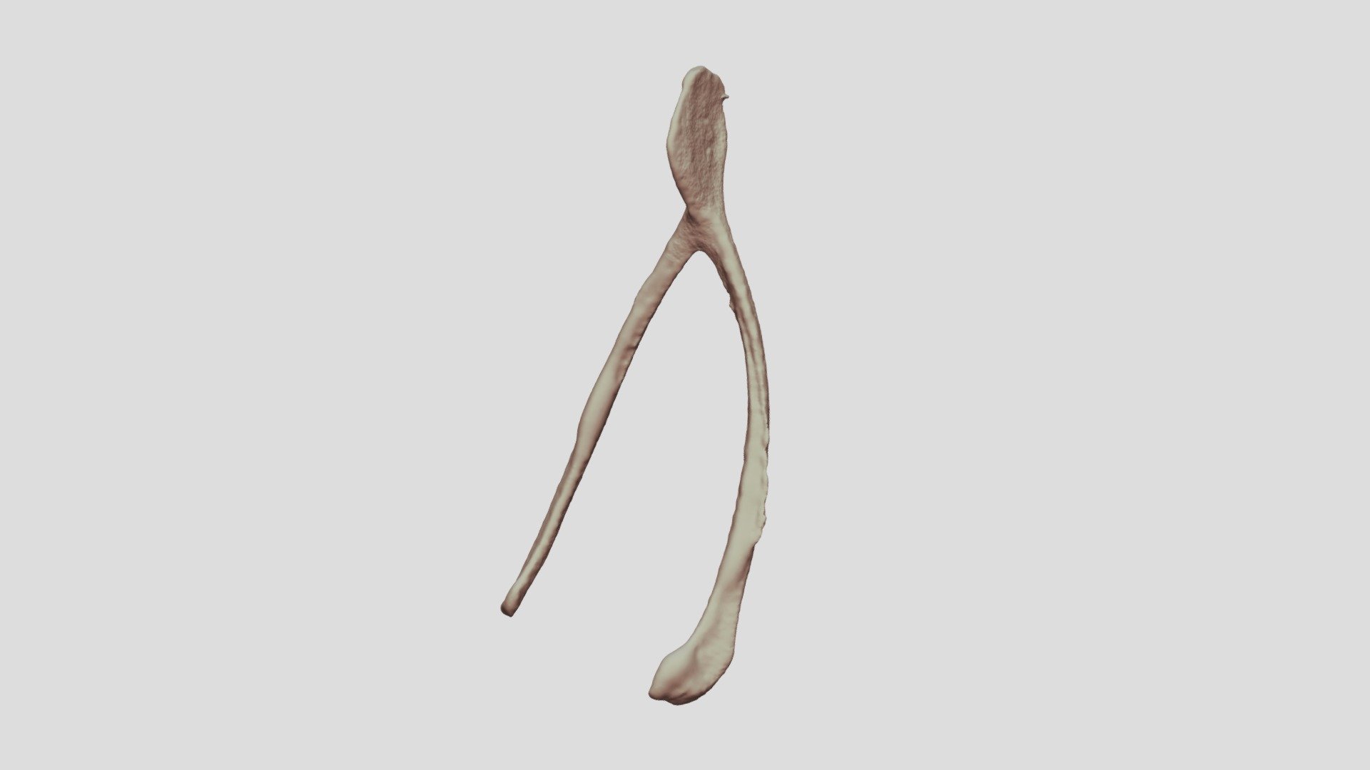 Furcula - 3D model by Binghamton Anthropology (@BinghamtonAnthropology ...