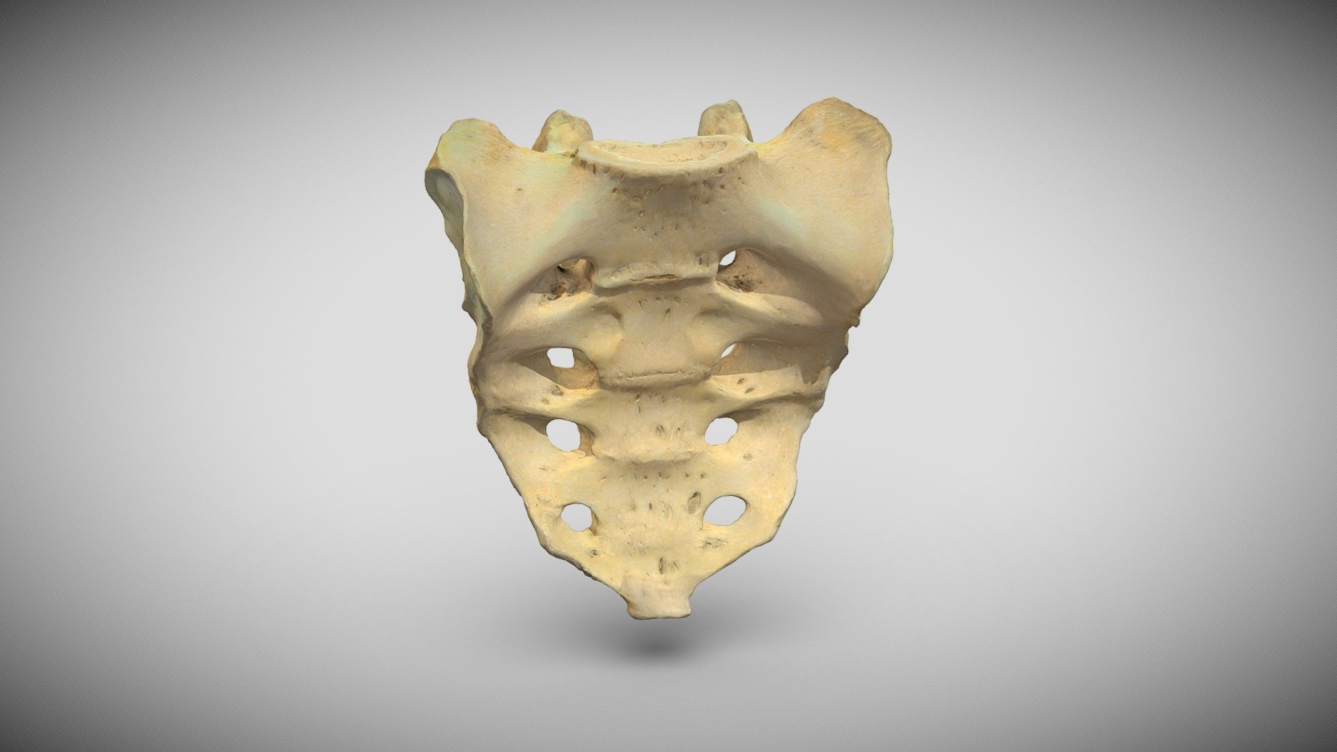 Os sacrum - 3D model by Vida_Lab [85634cc] - Sketchfab