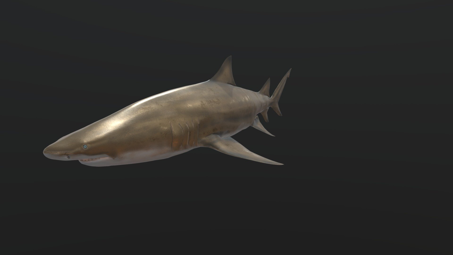 Lemon Shark - Buy Royalty Free 3D model by rohr3dsolutions [856e54e ...