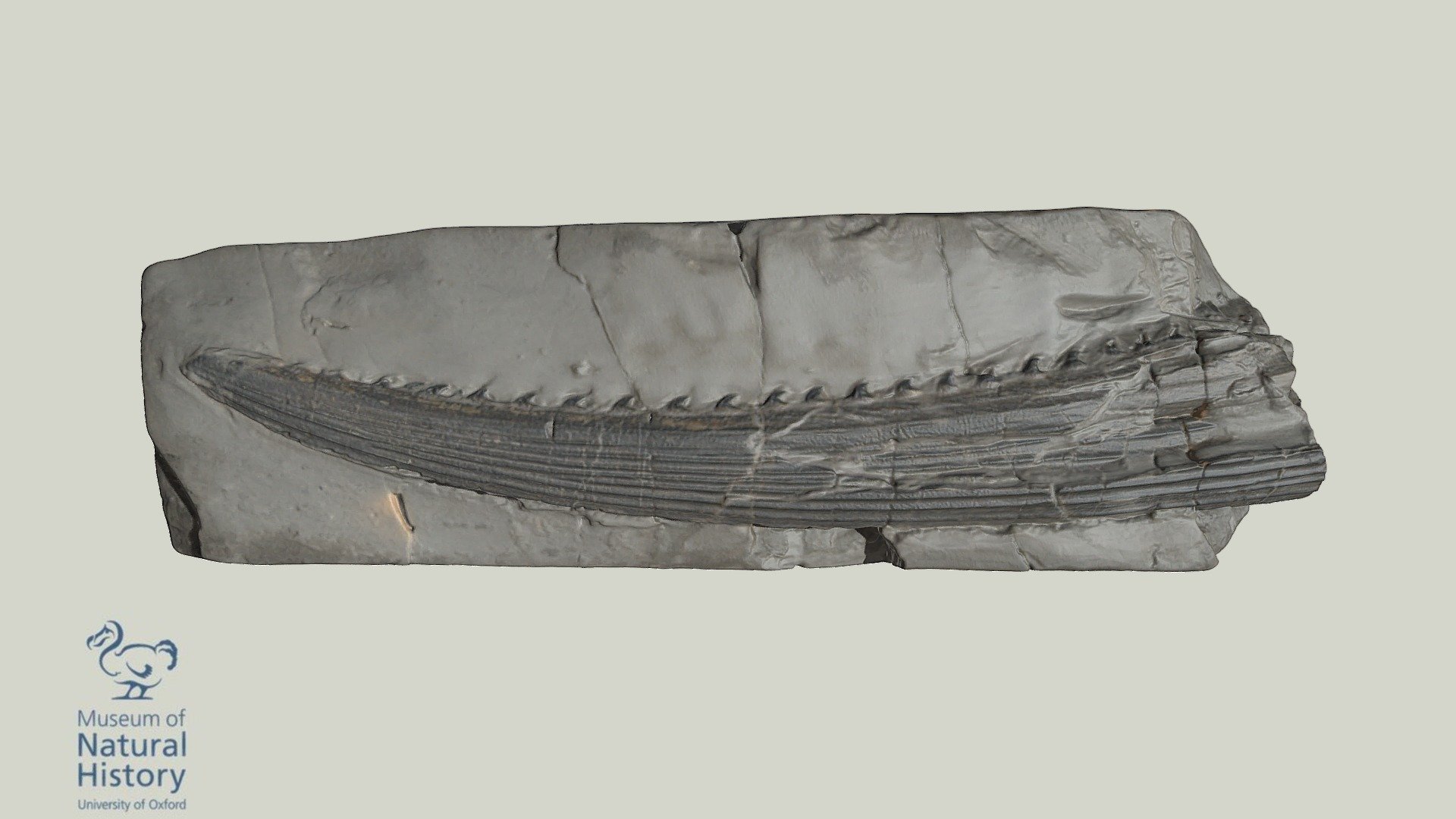 Shark fin spine (OUMNH PAL-J.003318) - 3D model by Oxford University ...