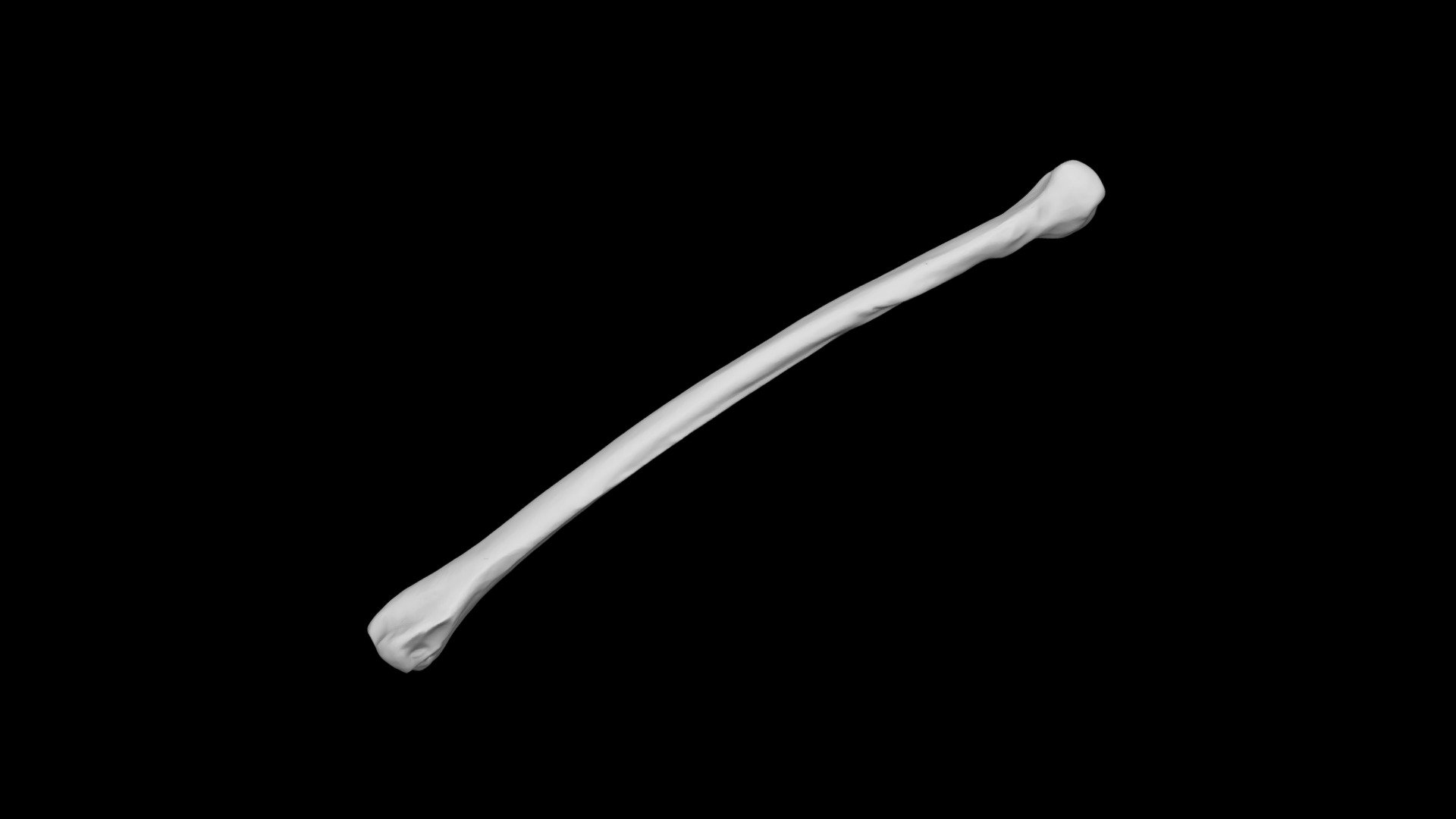 Dog radius, left - 3D model by Dr. Bobick's Virtual Anatomy Lab ...