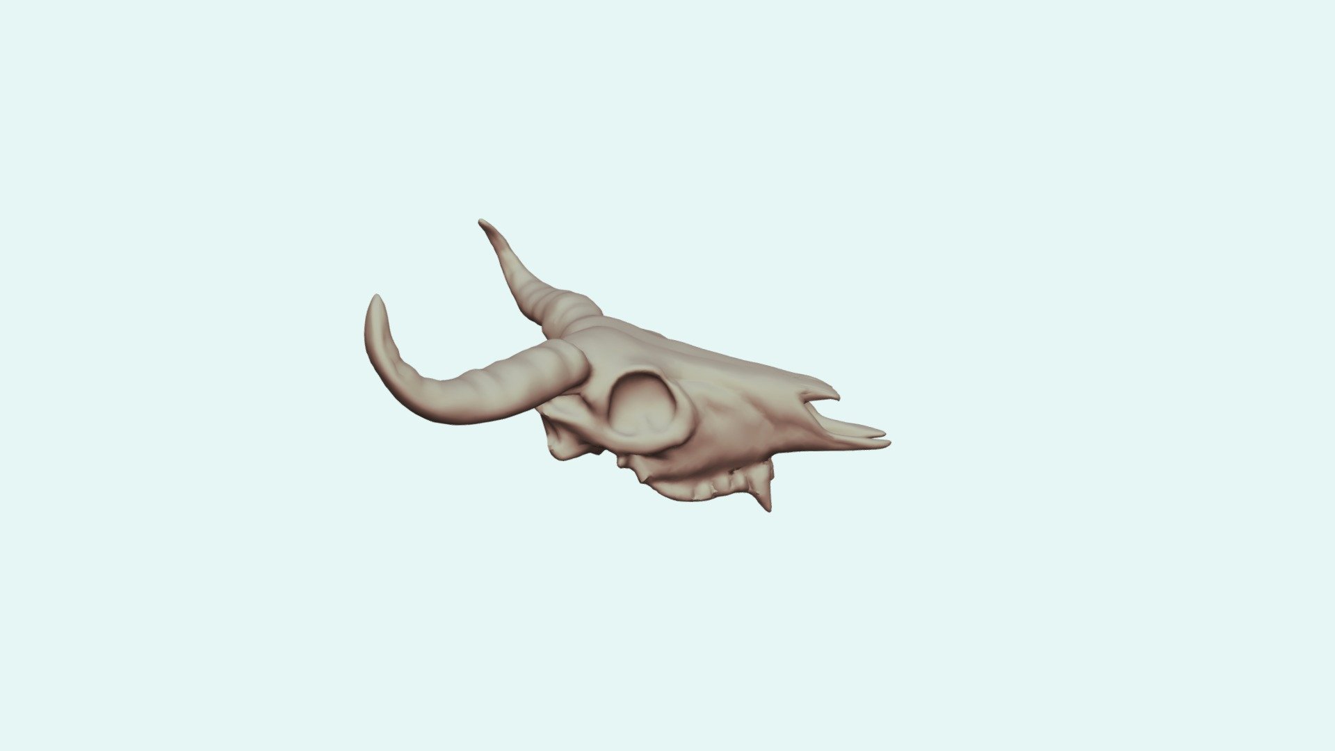 Animal Skull - 3D model by ItsFrieza [8579965] - Sketchfab