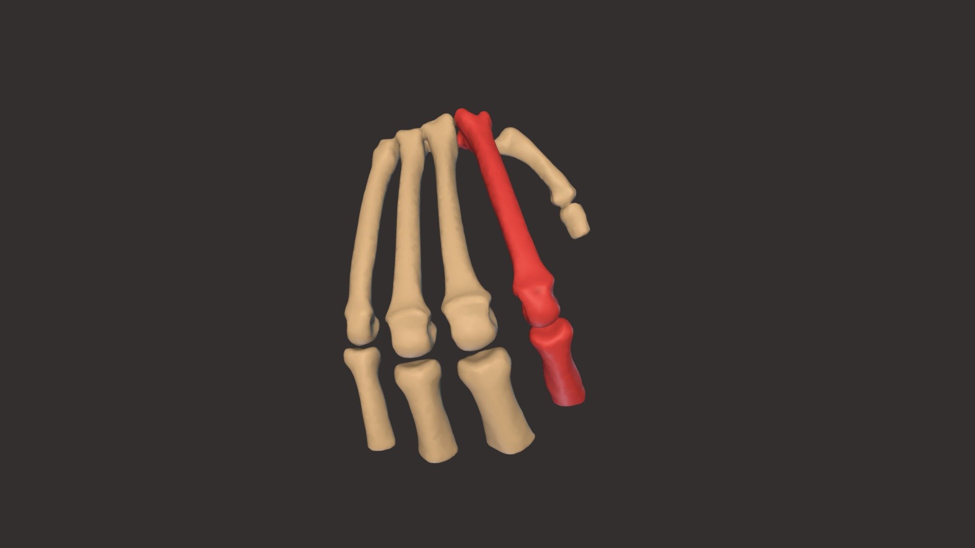 Chimpanzee Hand Skeleton - Hinge Joint - 3D model by Blackburn Lab ...