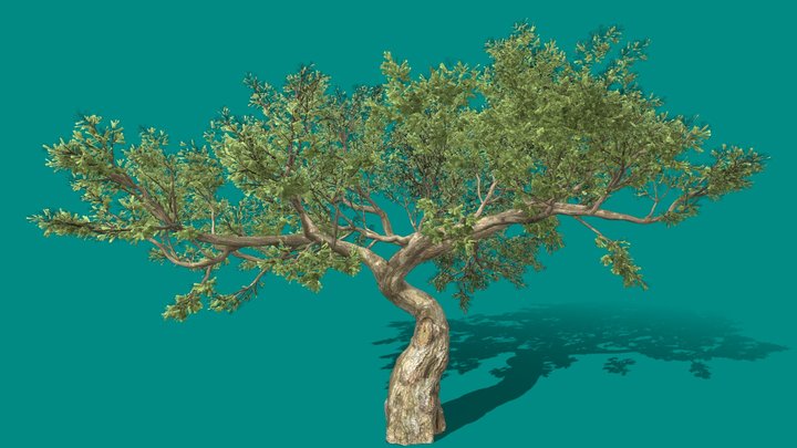 Jungle-tree 3D models - Sketchfab