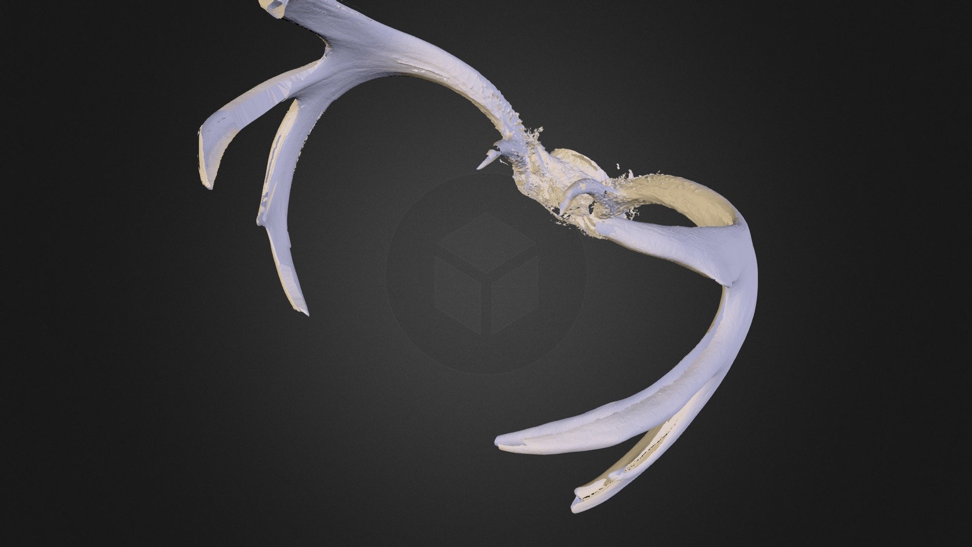 antlers2 - 3D model by C.Brooks (@cbro) [8584da4] - Sketchfab