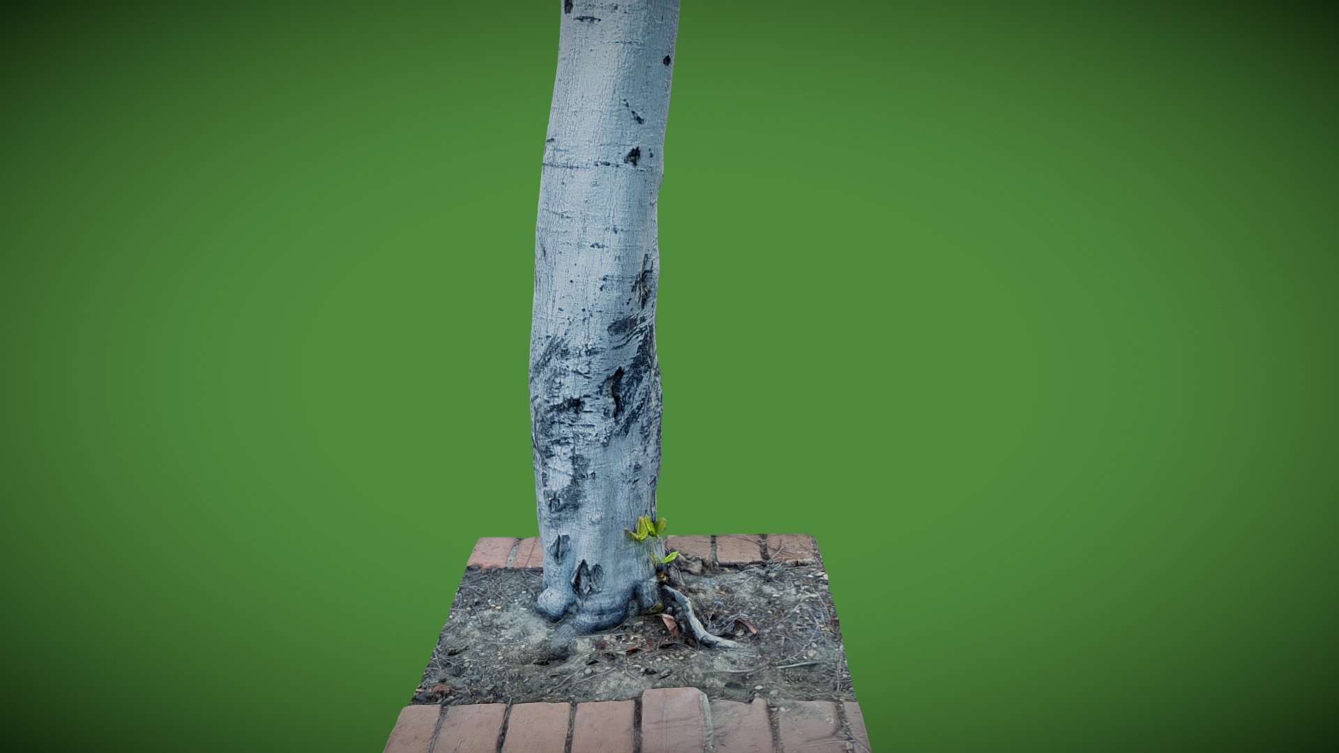 Birch Tree - Buy Royalty Free 3D model by AntiquesScanning [8585a29 ...