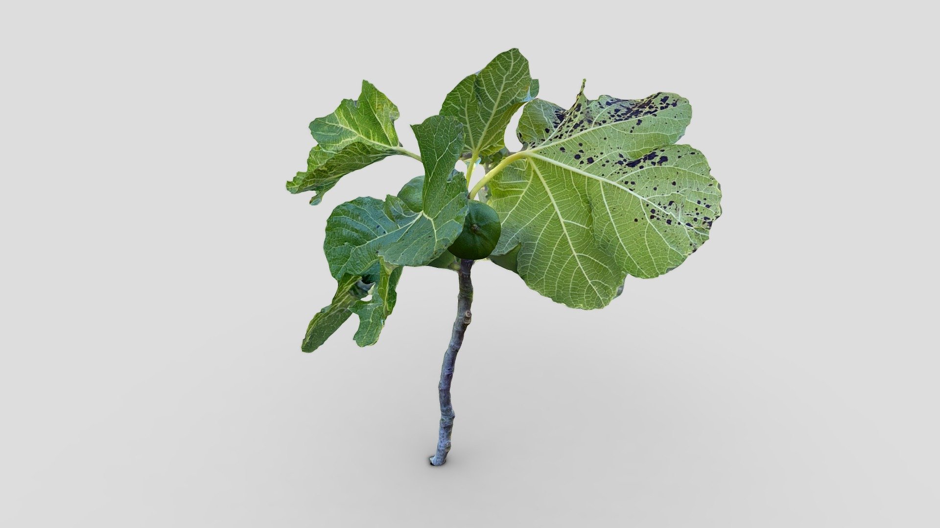 Fig tree - Download Free 3D model by alban [858a939] - Sketchfab