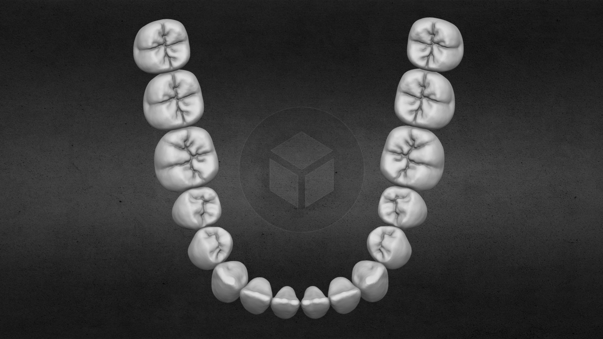 Lower jaw teeth anatomy - Buy Royalty Free 3D model by elmagnifico ...