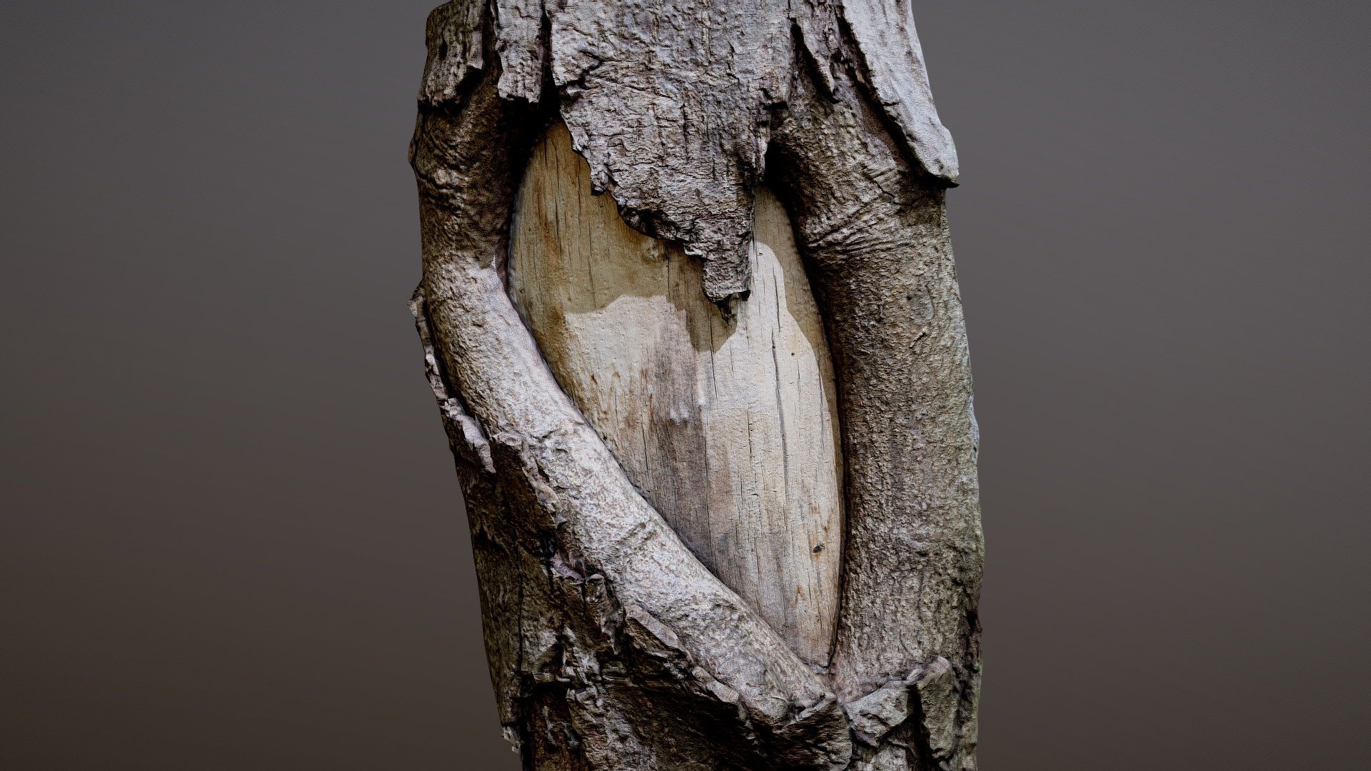 Heart Shaped Tree Wound - Download Free 3D model by romullus [8590c55 ...