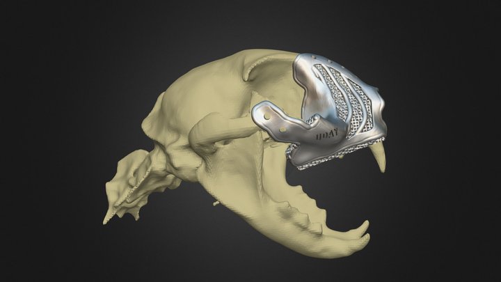 Biomodelling 3D models - Sketchfab