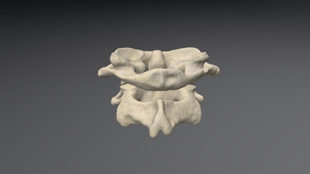 Atlas and axis with texture - 3D model by valchanov [859bde3] - Sketchfab