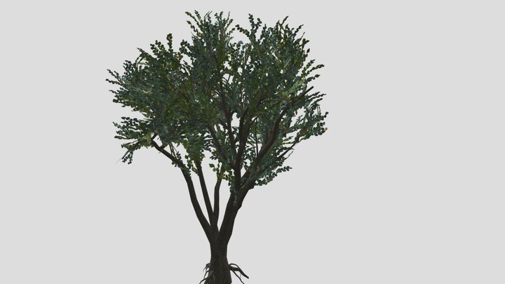 Foliage 3D models - Sketchfab