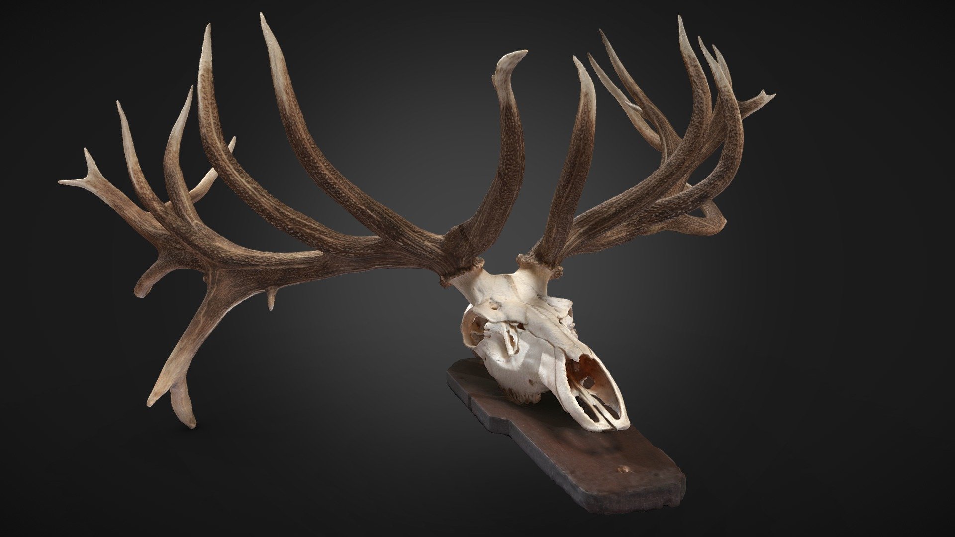 Gímszarvas trófea - 3D model by MuseuMap [859e83d] - Sketchfab