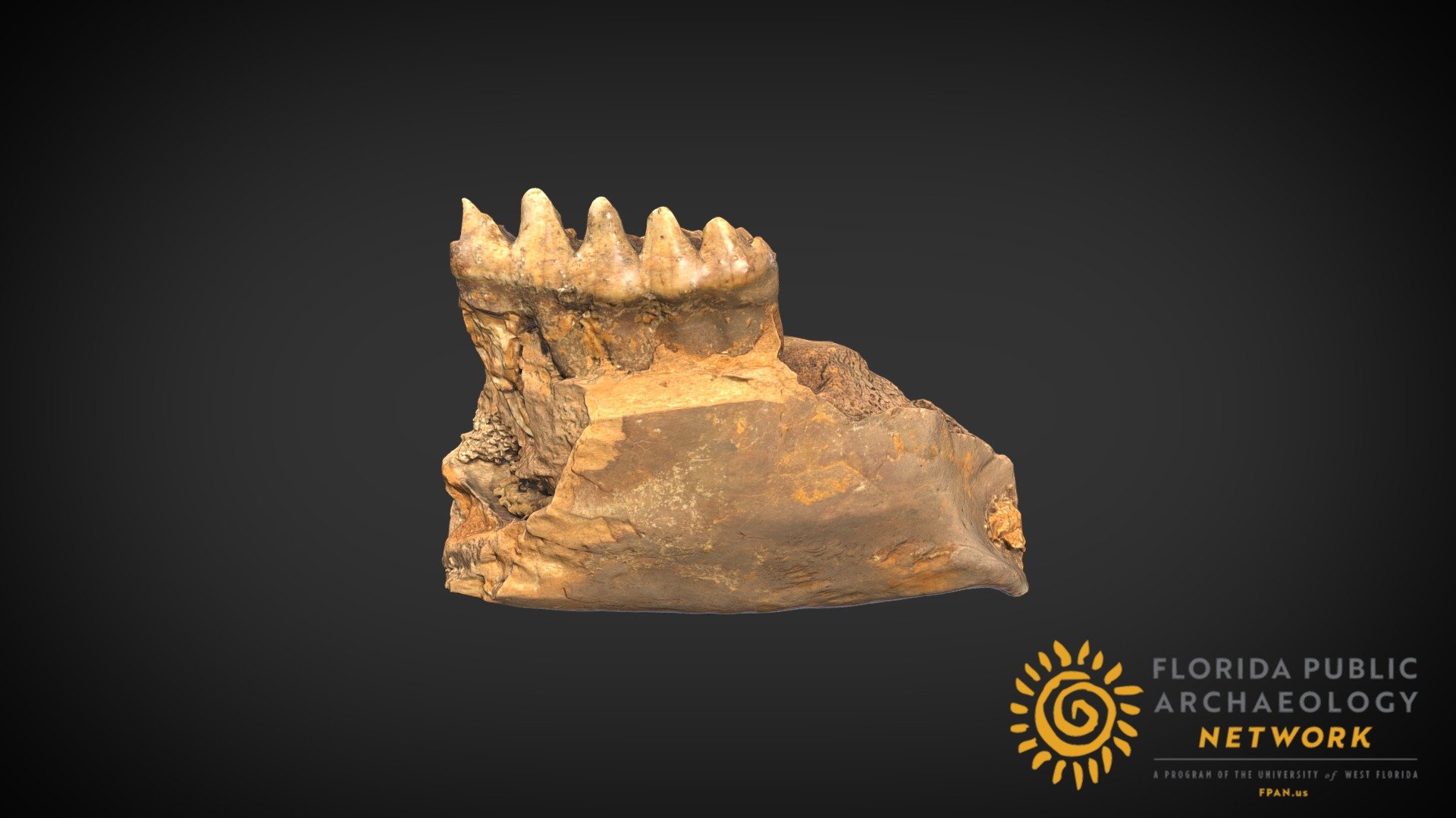 Mastodon Jaw - Download Free 3D model by Florida Public Archaeology ...