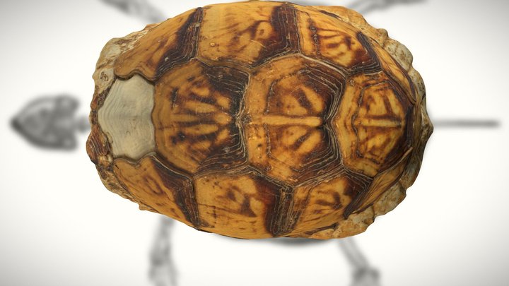 Box-turtle 3D models - Sketchfab