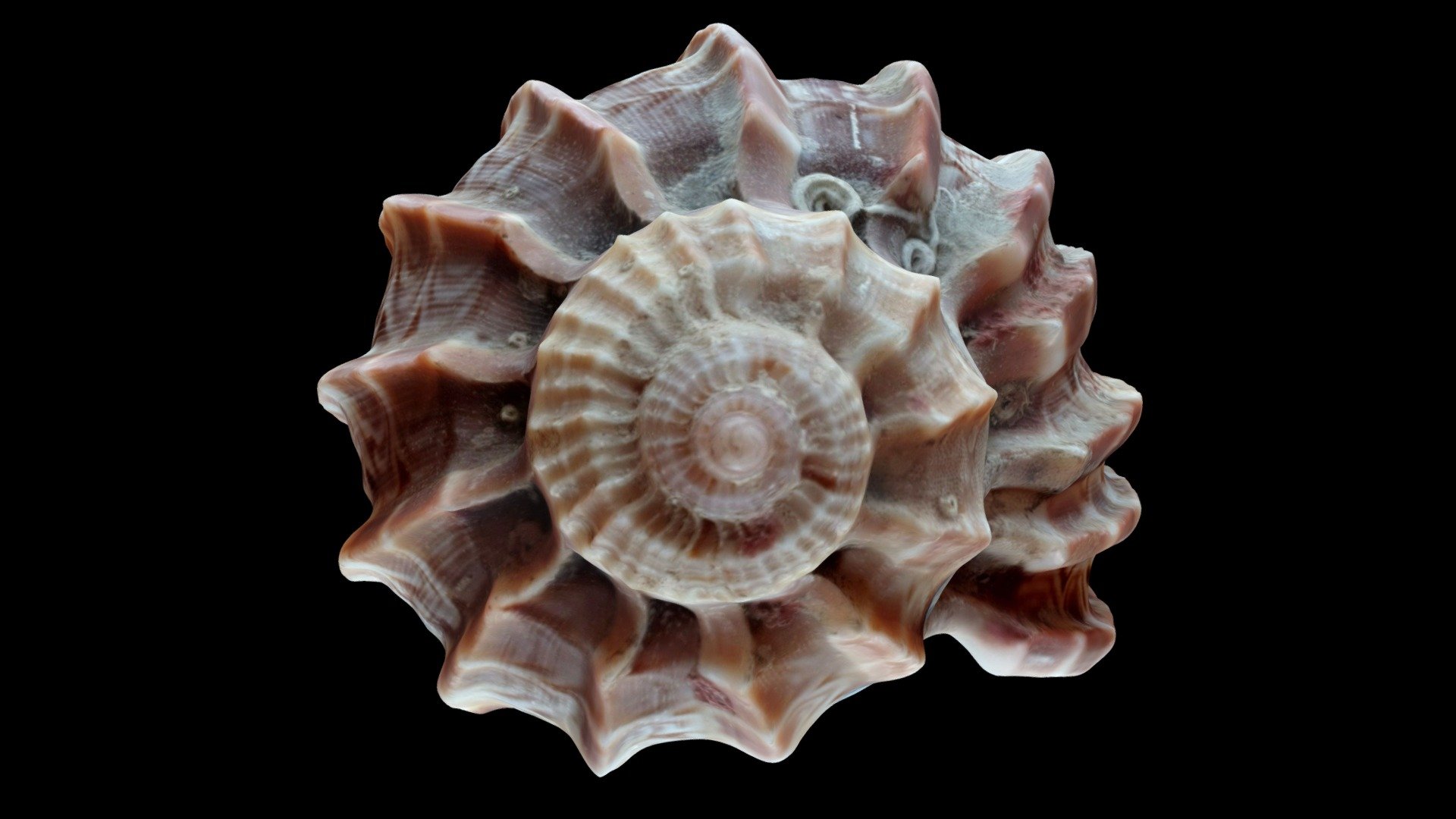 Harpa Major large harp sea shell scan - Buy Royalty Free 3D model by ...