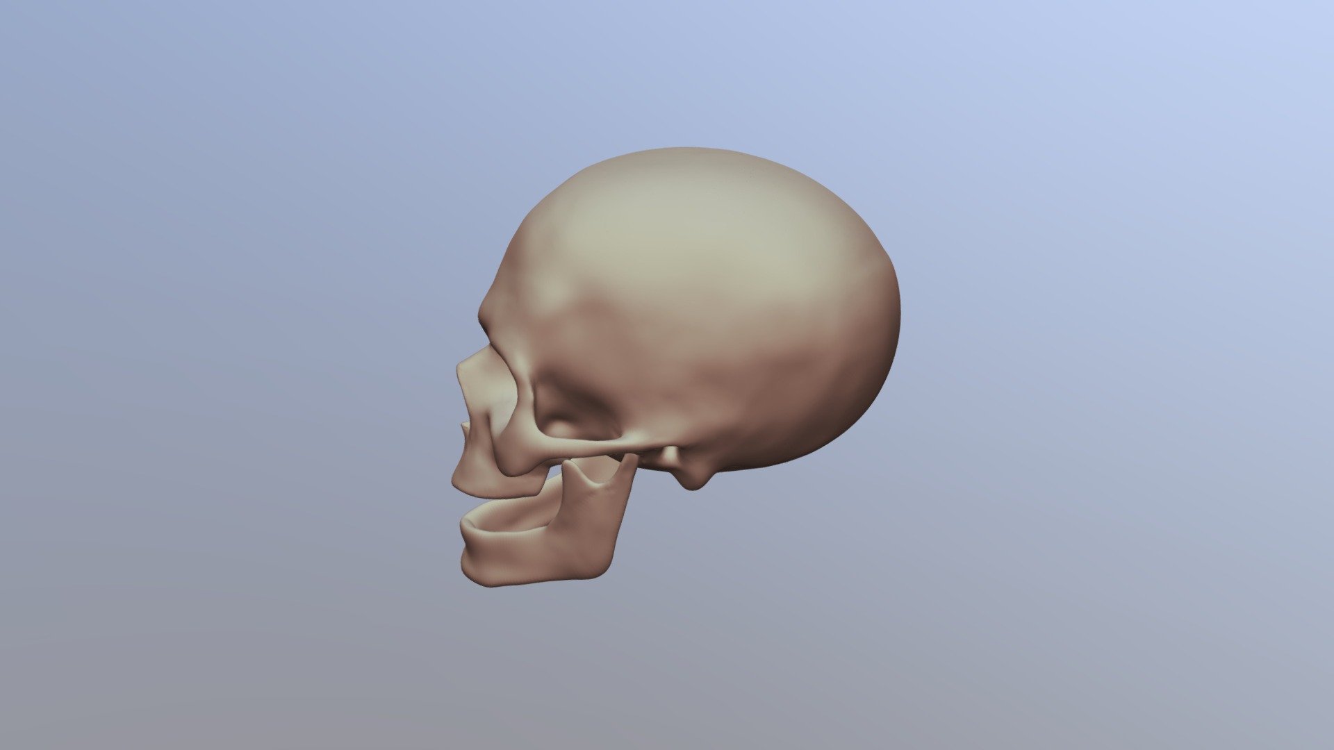 Cranium Mass1 3 - 3D model by Digital Ecorche Massing Models ...
