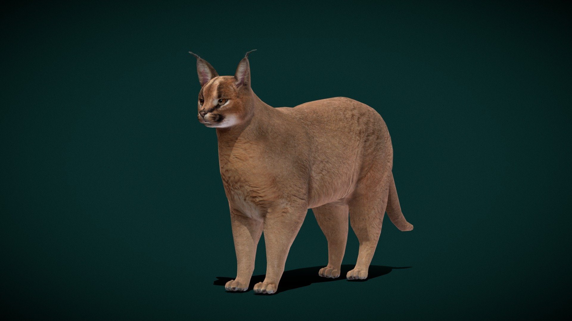 Caracal Wild Cat (Lowpoly) - Buy Royalty Free 3D model by ...