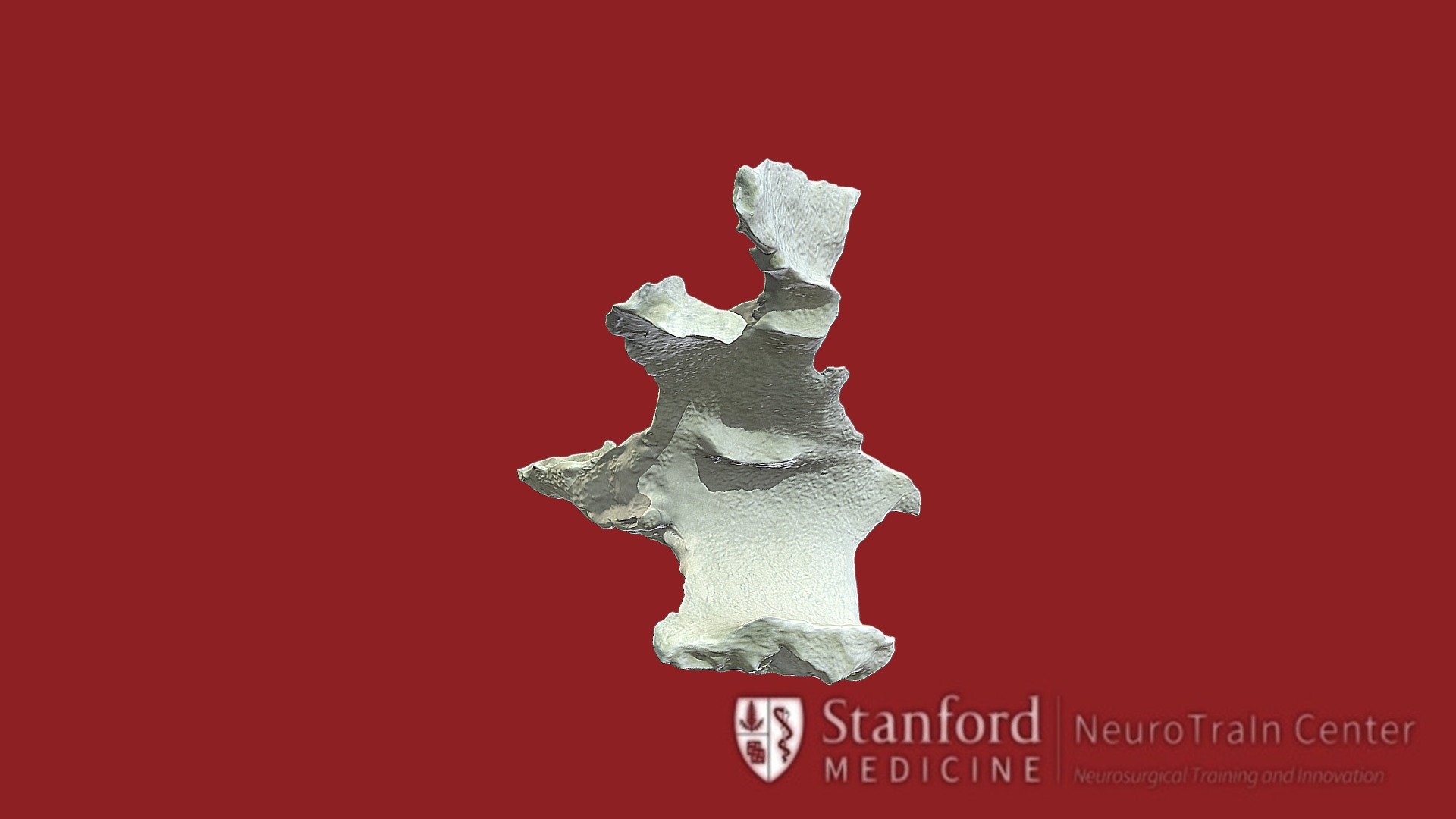 Palatine Bone - 3D model by vv (@verav) [85ba366] - Sketchfab