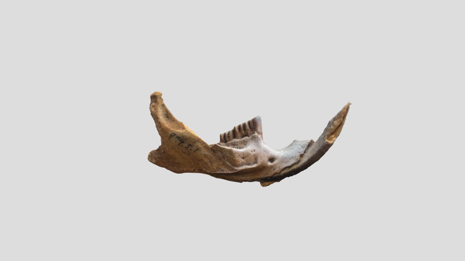 Ice Age Muskrat Mandible - 3D model by Jangojips [85c3641] - Sketchfab
