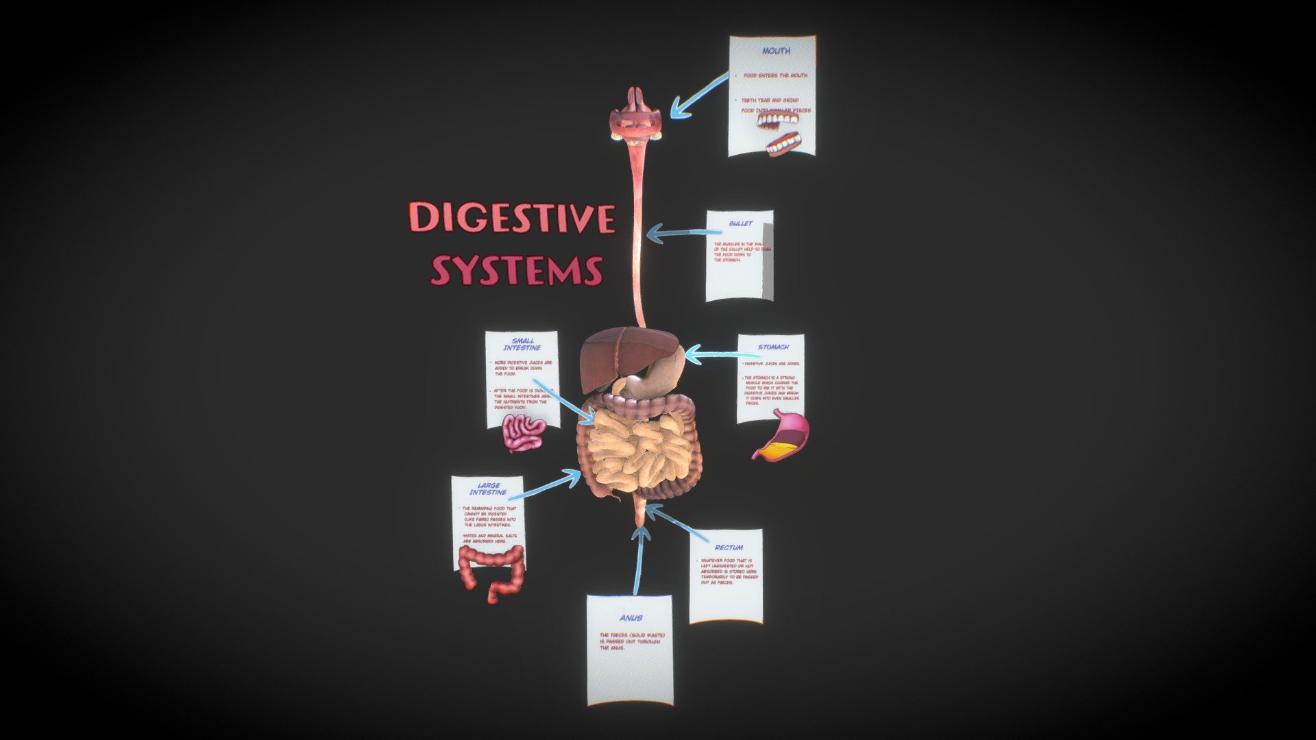 Digestive System - 3D model by Vivien (@Kowie) [85c4042] - Sketchfab