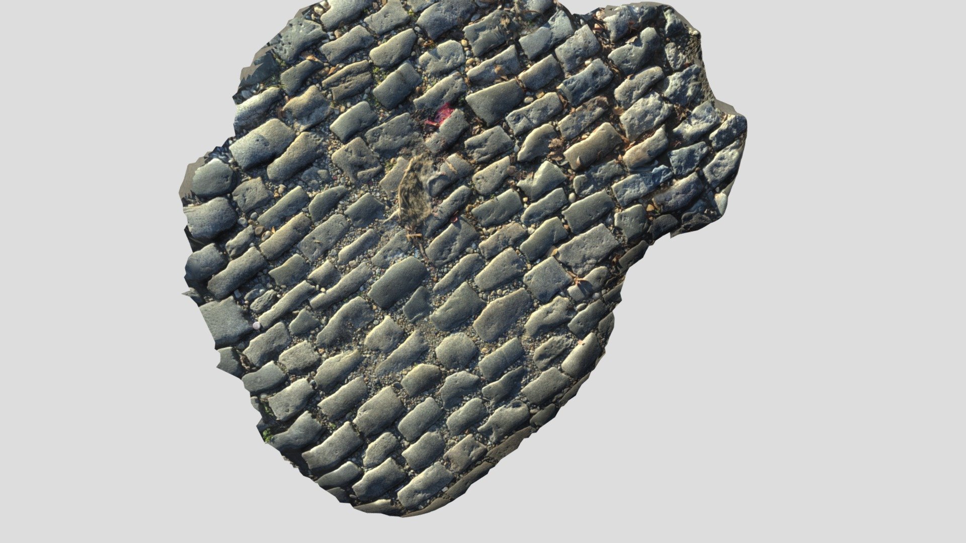 Flattened Dead Rat (VCU_3D_5600) - Download Free 3D model by Virtual ...