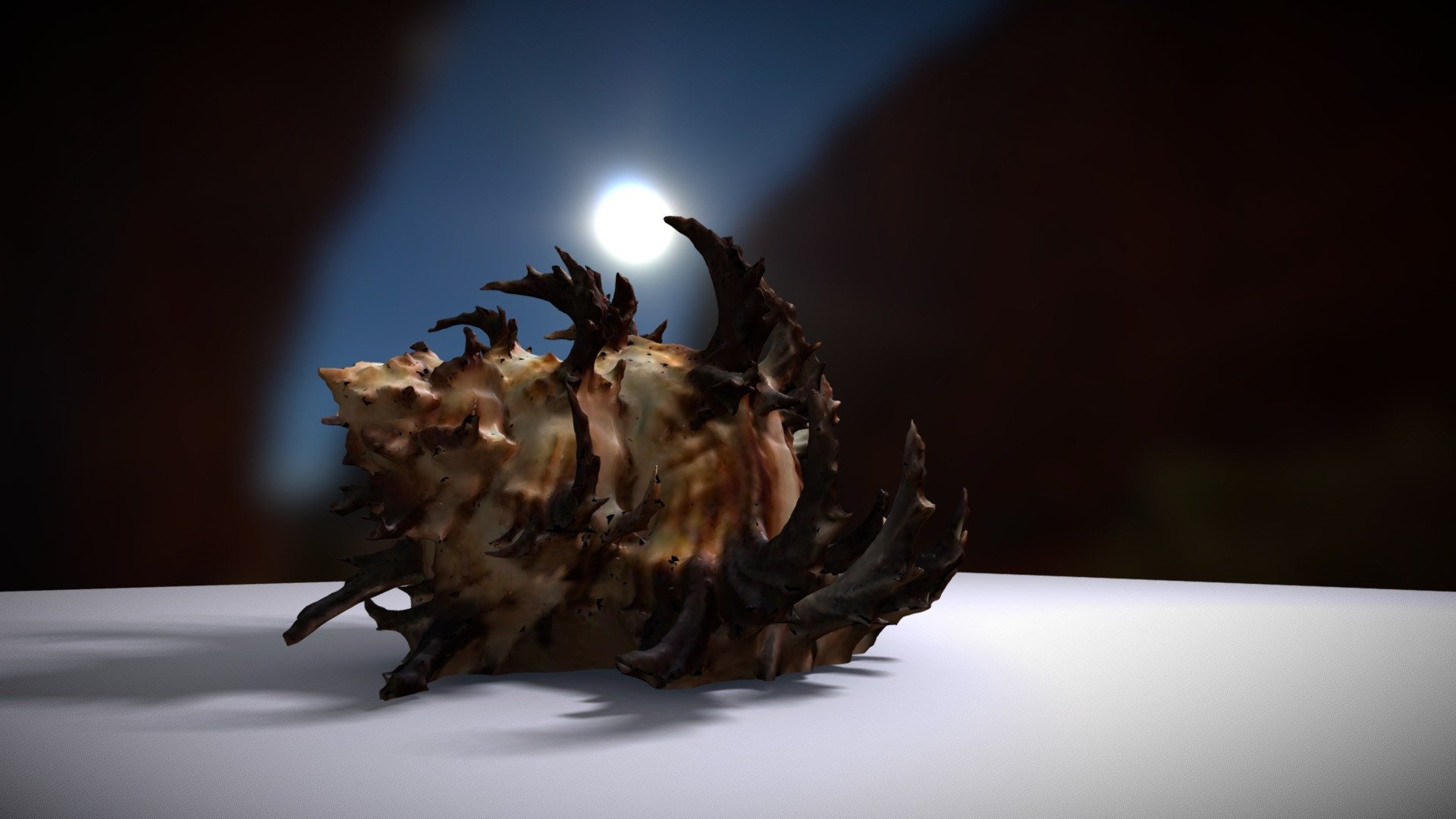 Shell - 3D model by Vlad (@engura) [85ccb9e] - Sketchfab