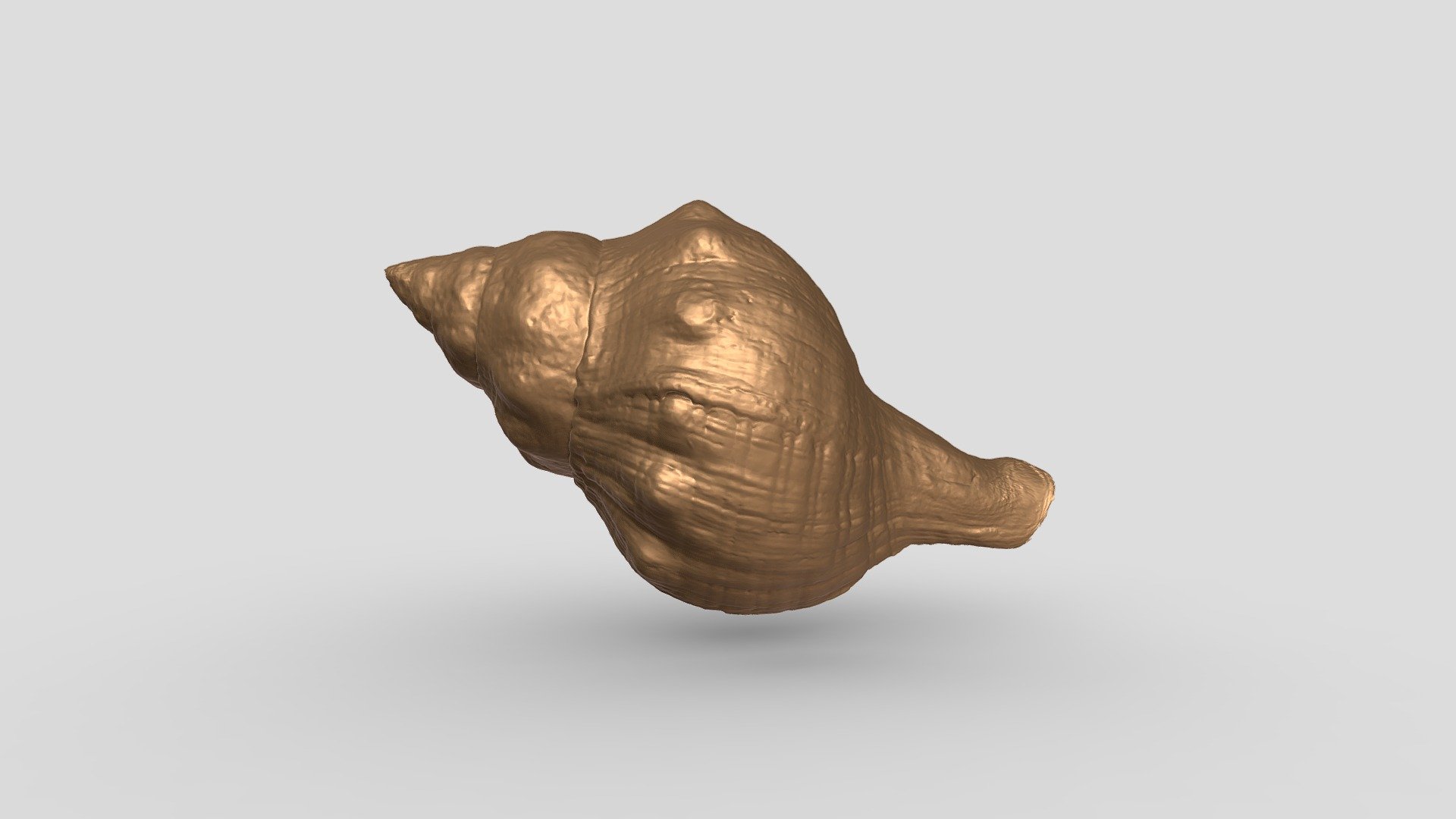 Conch - 3D model by Diana Liu (@Diana123456) [85d1689] - Sketchfab