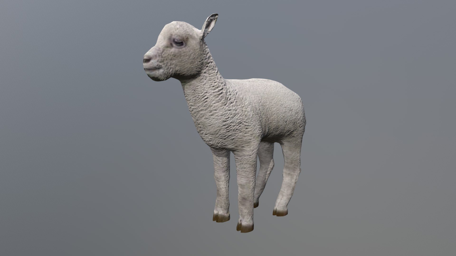 Little Sheep - Buy Royalty Free 3D model by 3dlowpoly [85d4bd7 ...