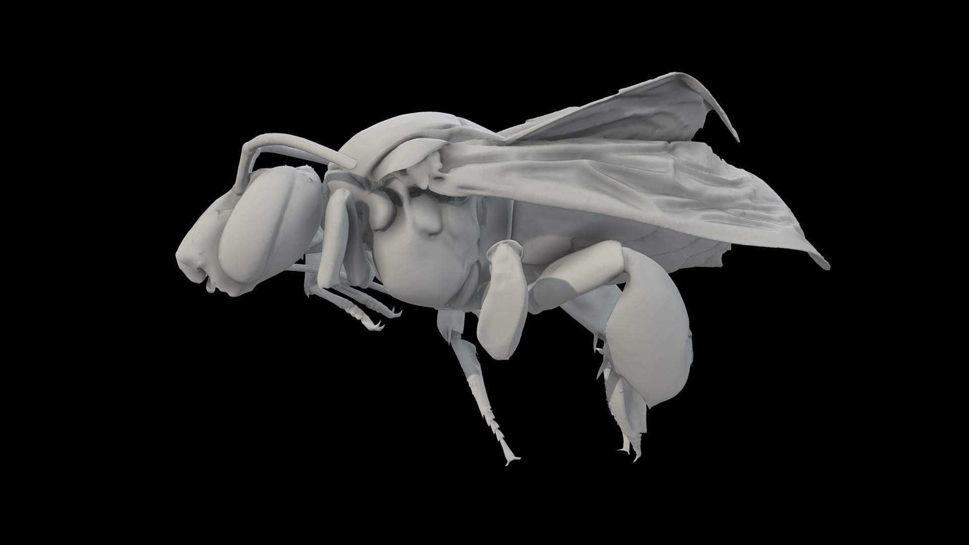 Eulaema Meriana Bee-scale Mm-1M Triangle - 3D model by ccoltharp ...