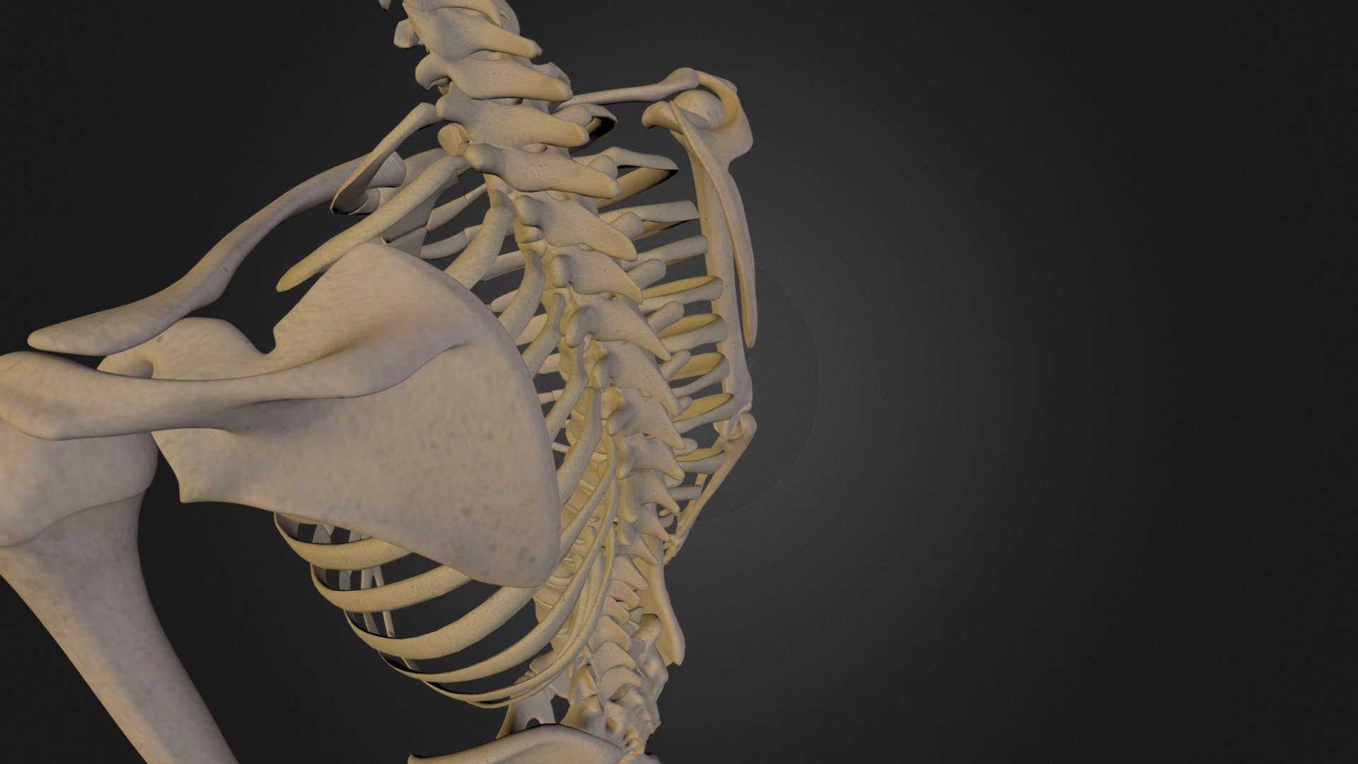 Spine - 3D model by tyneo [85d74c0] - Sketchfab