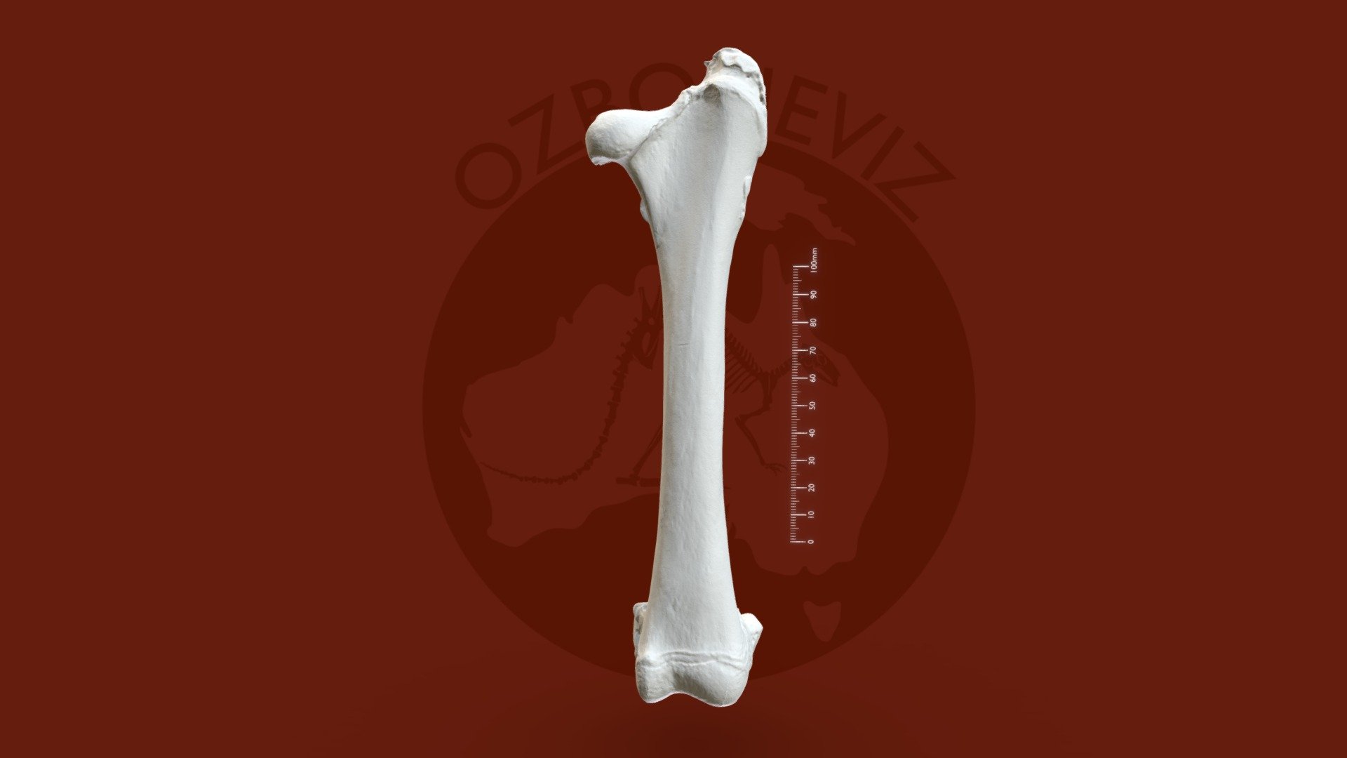 Western grey kangaroo femur - 3D model by Ozboneviz [85da477] - Sketchfab