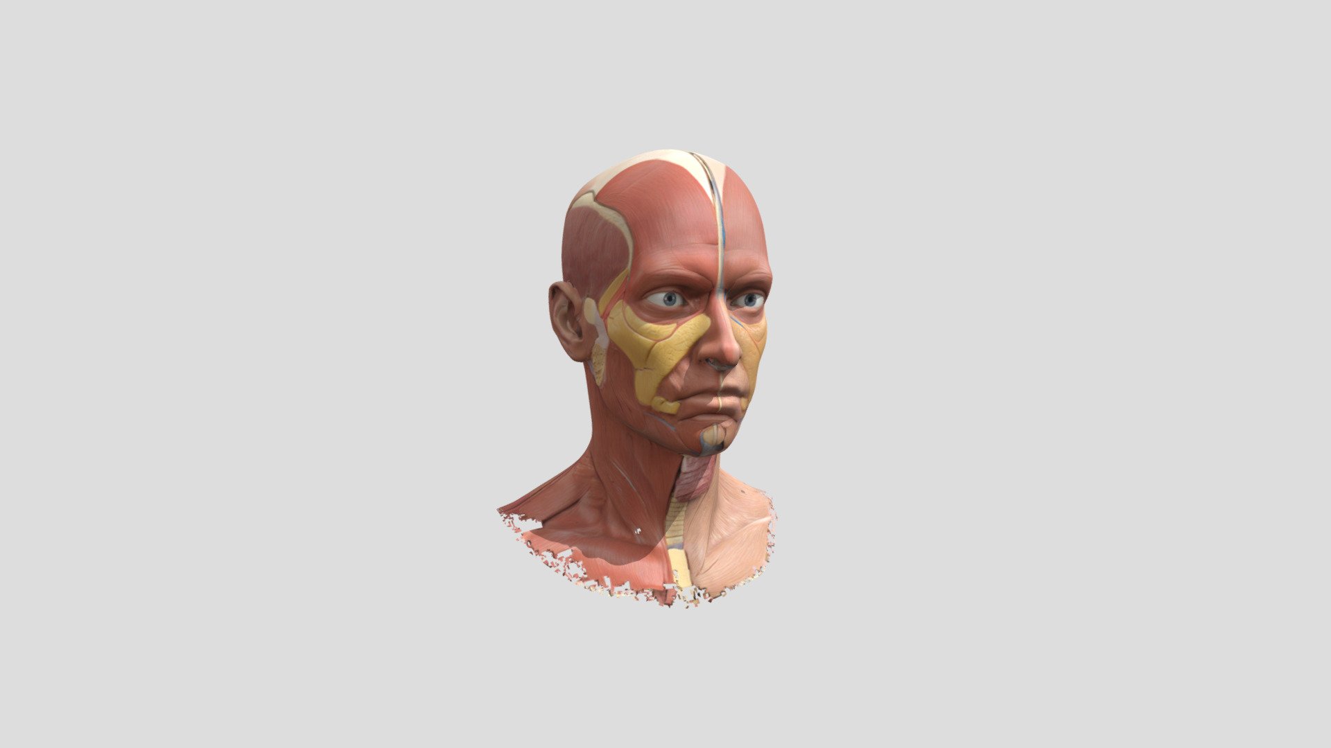 Anatomical_ Duality_0325195733_texture_fbx - Download Free 3D model by ...