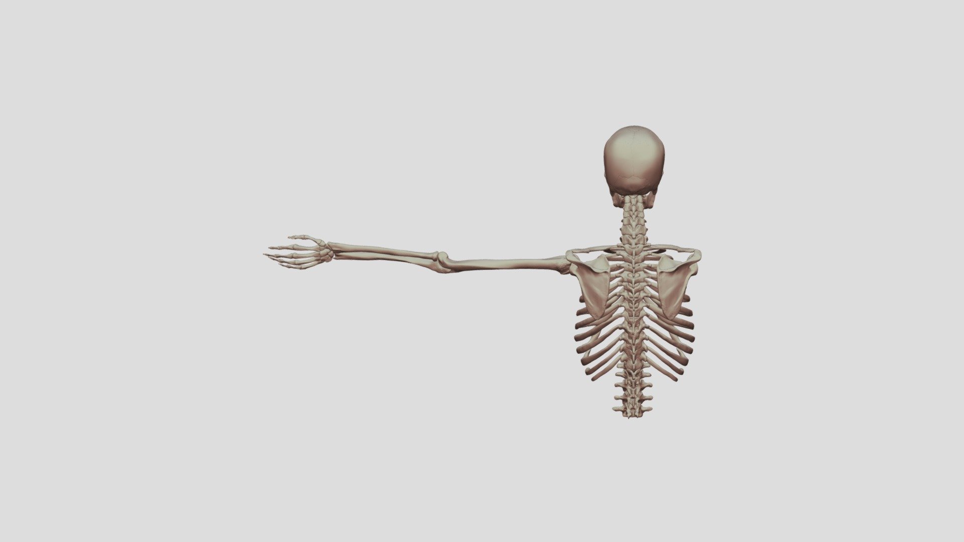 Left Arm Up (Horizontal) And Elbow Locked - 3D model by Digital Ecorche ...