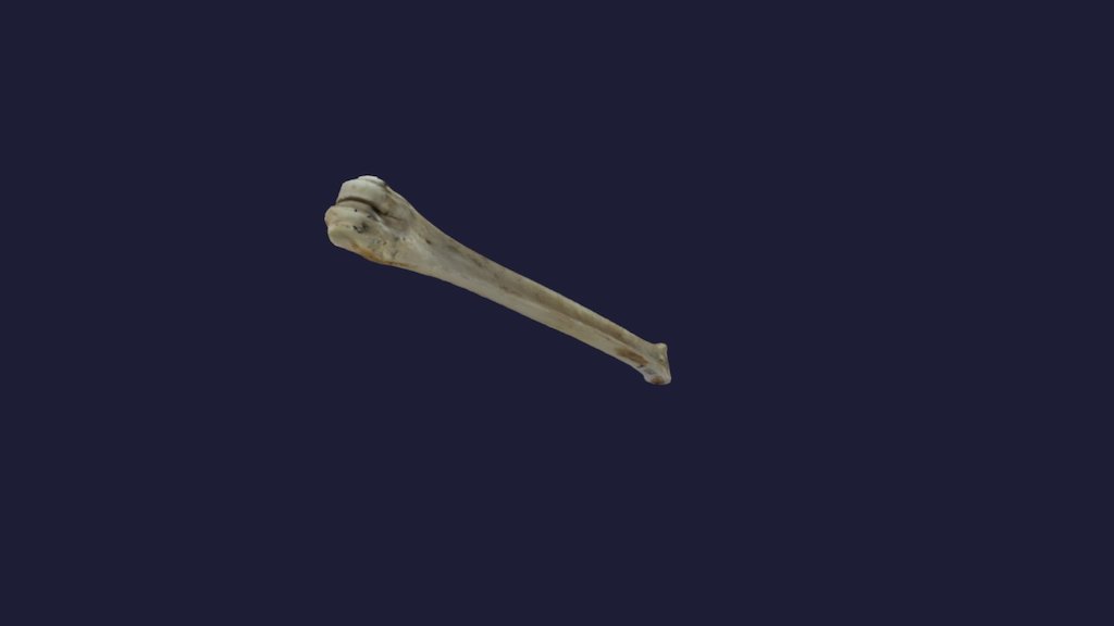 Deer Metacarpal - Download Free 3D model by msorrel [85e511b] - Sketchfab