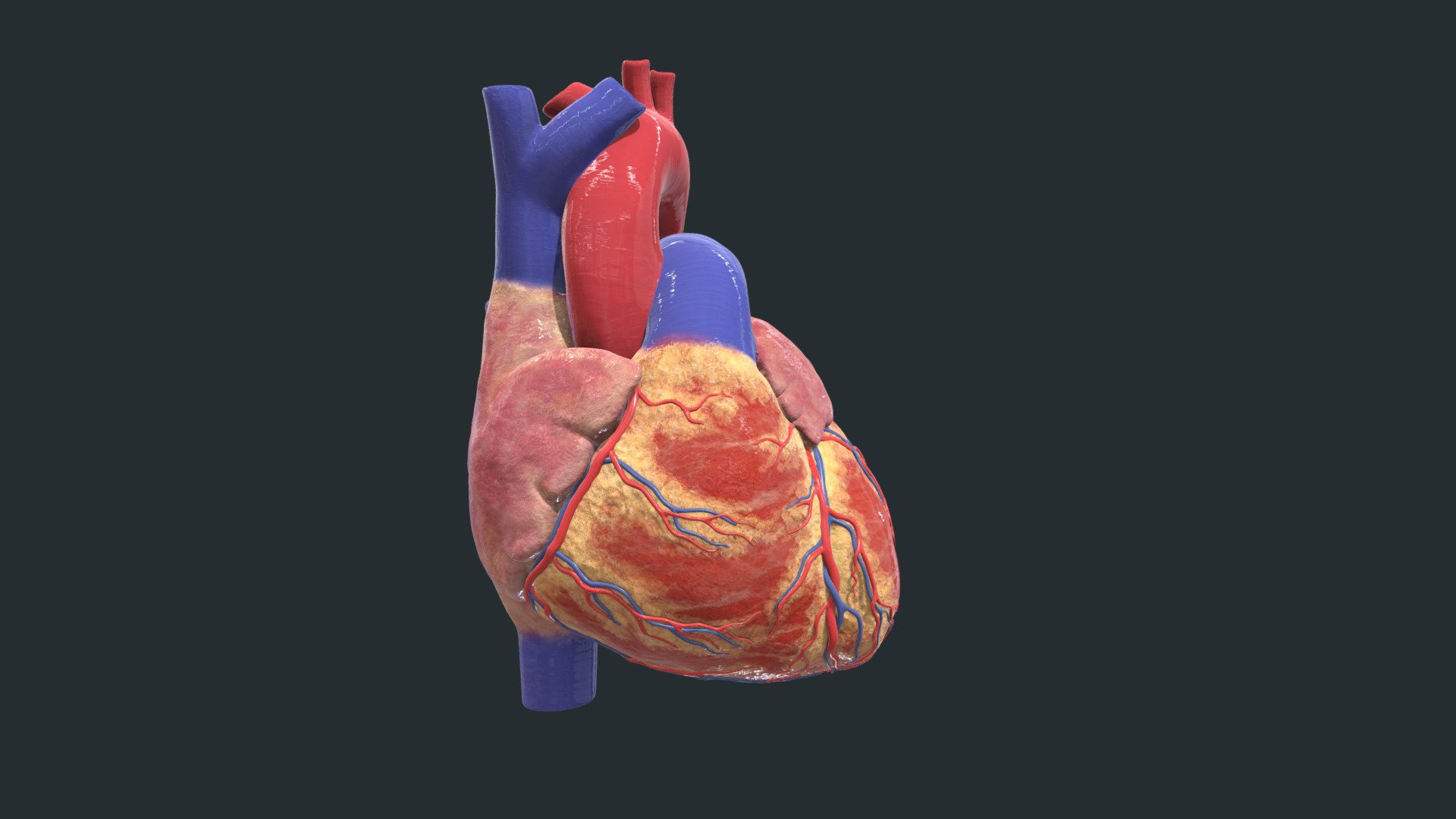 Exterior heart - high detail - Download Free 3D model by University of ...