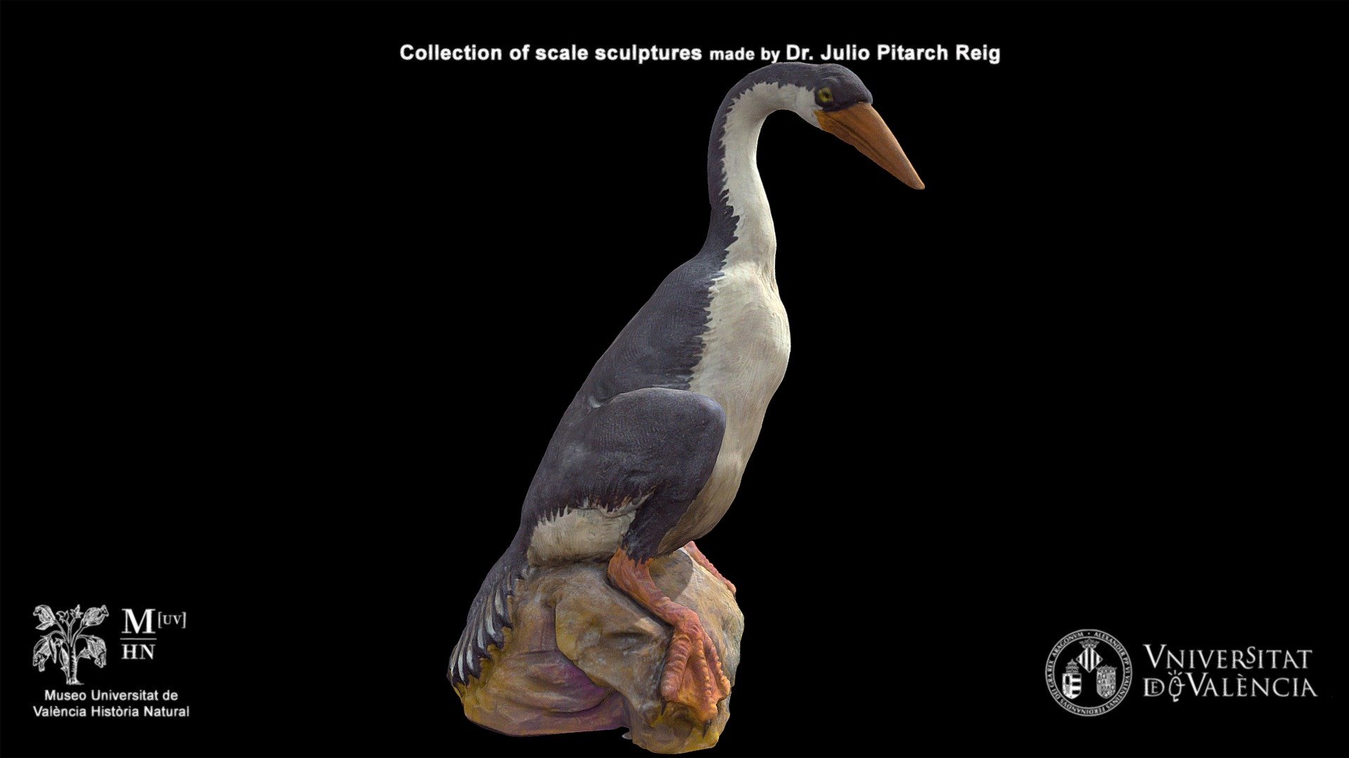Hesperornis regalis - Download Free 3D model by Museo [UV] Historia ...