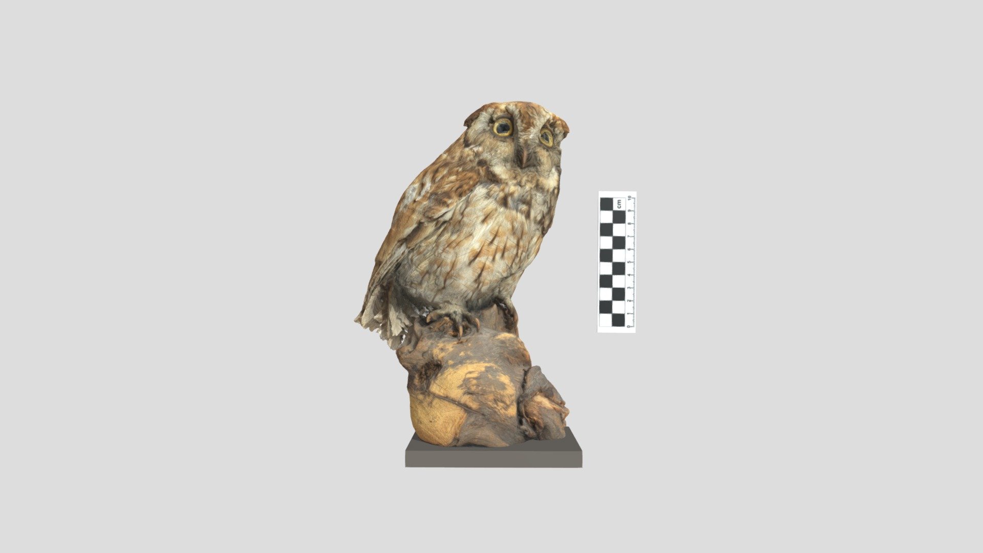 Strigidae: eastern screech owl - Download Free 3D model by bcbirds ...