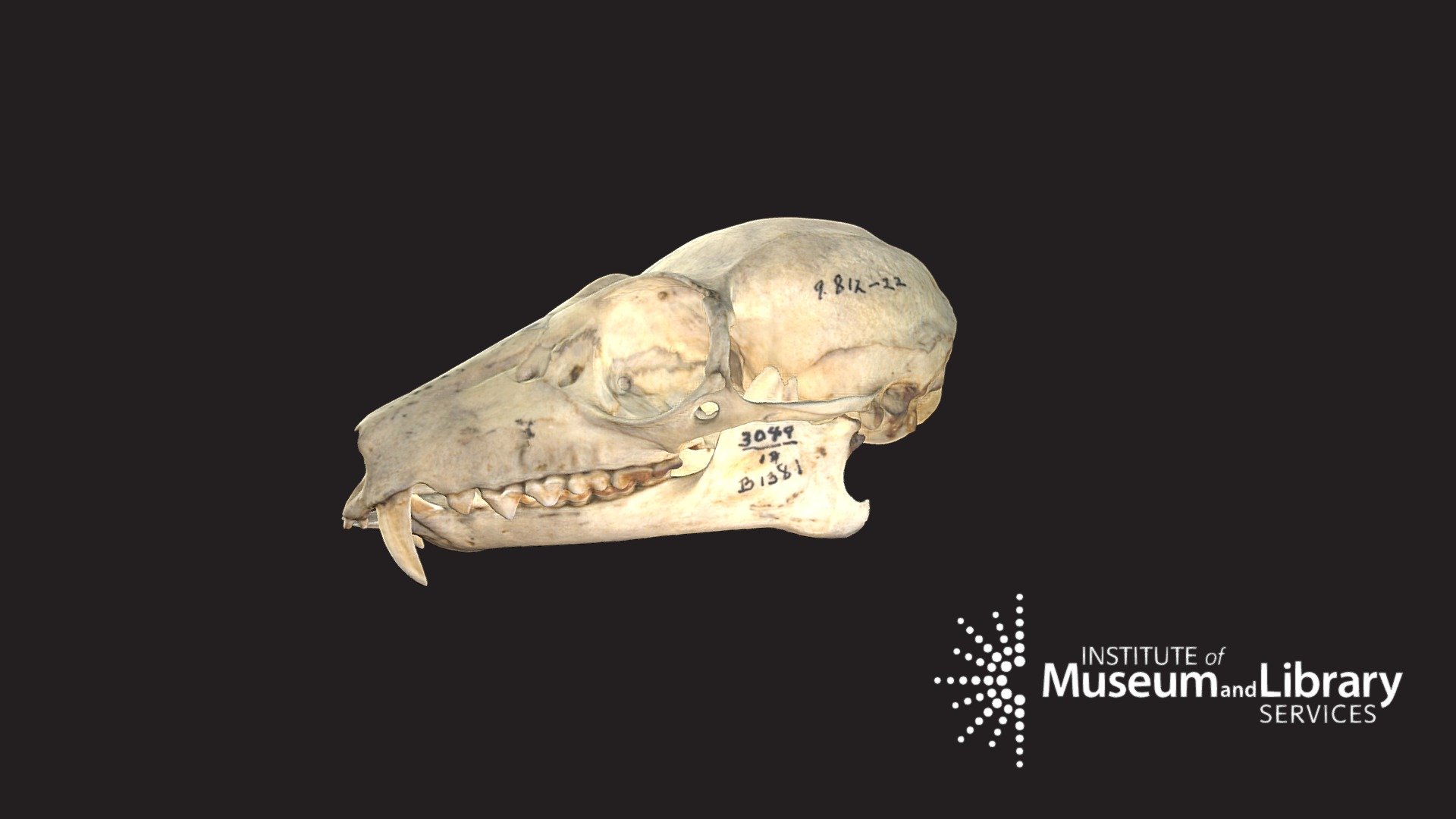 HTB 1381, Black-and-white Ruffed Lemur Skull - 3D model by Cleveland ...