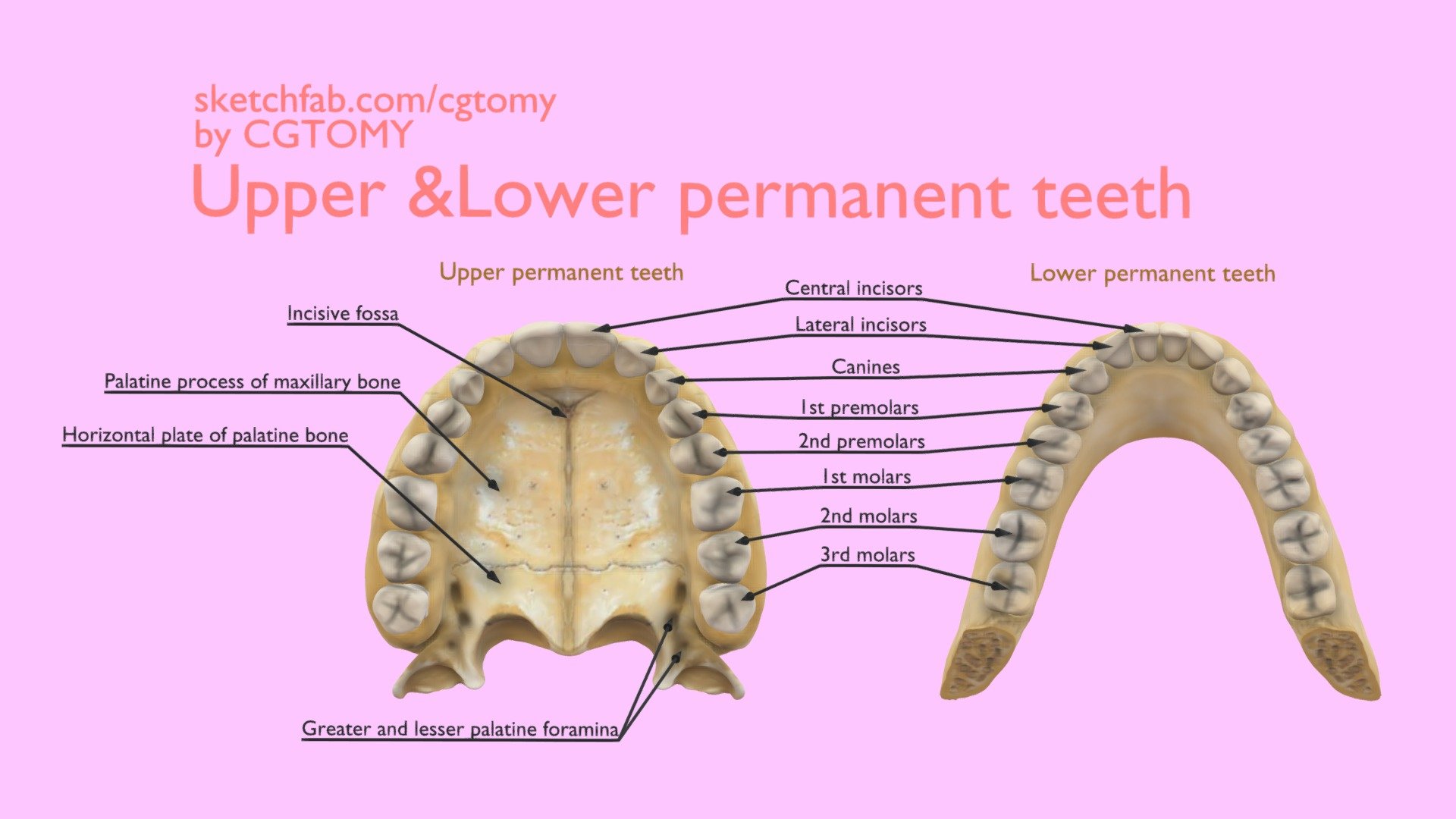 Upper & Lower Permanent Teeth - Buy Royalty Free 3D model by CGTOMY ...