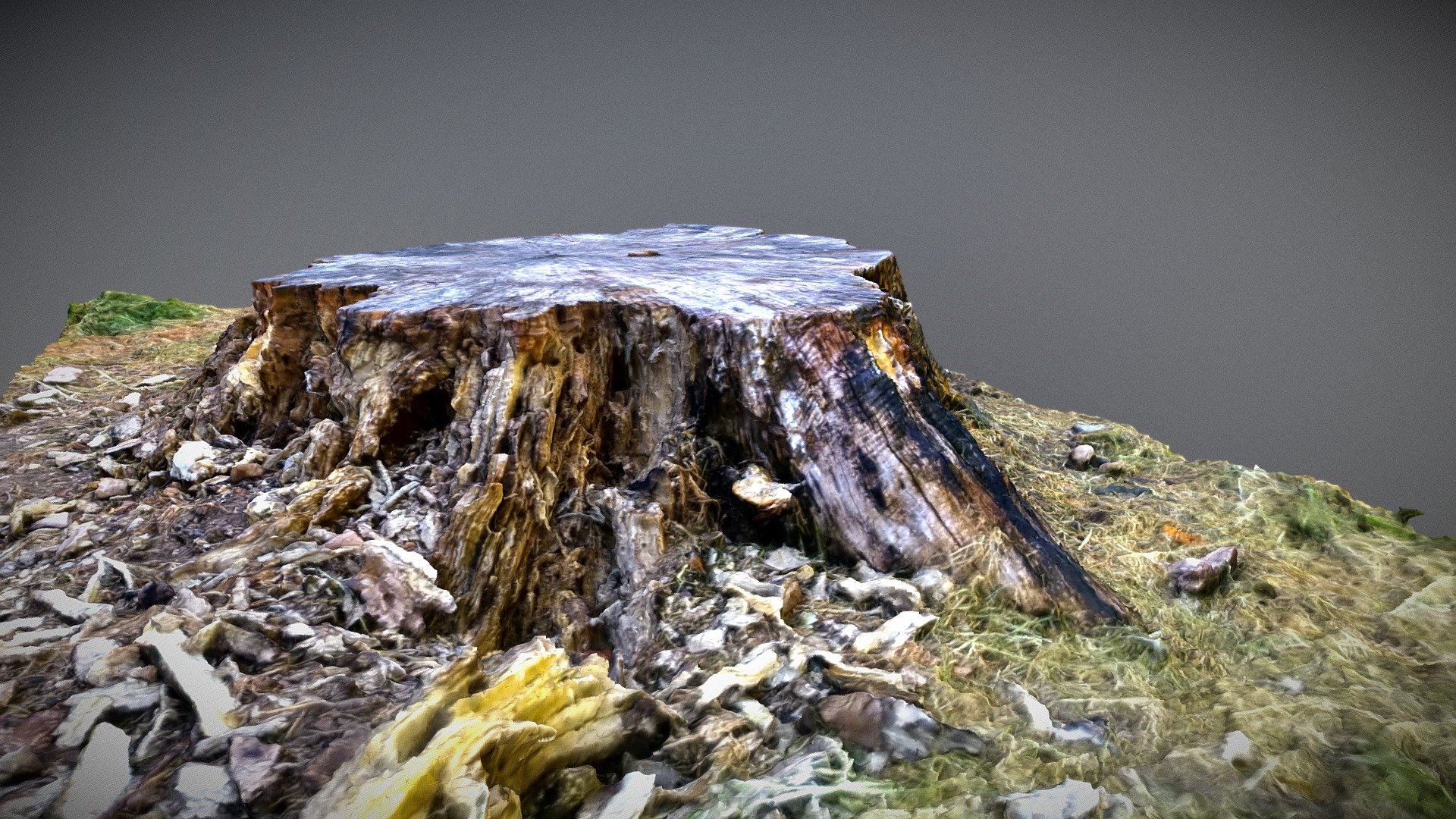Chopped Tree - Download Free 3D model by rafaelfergo [85fbee6] - Sketchfab