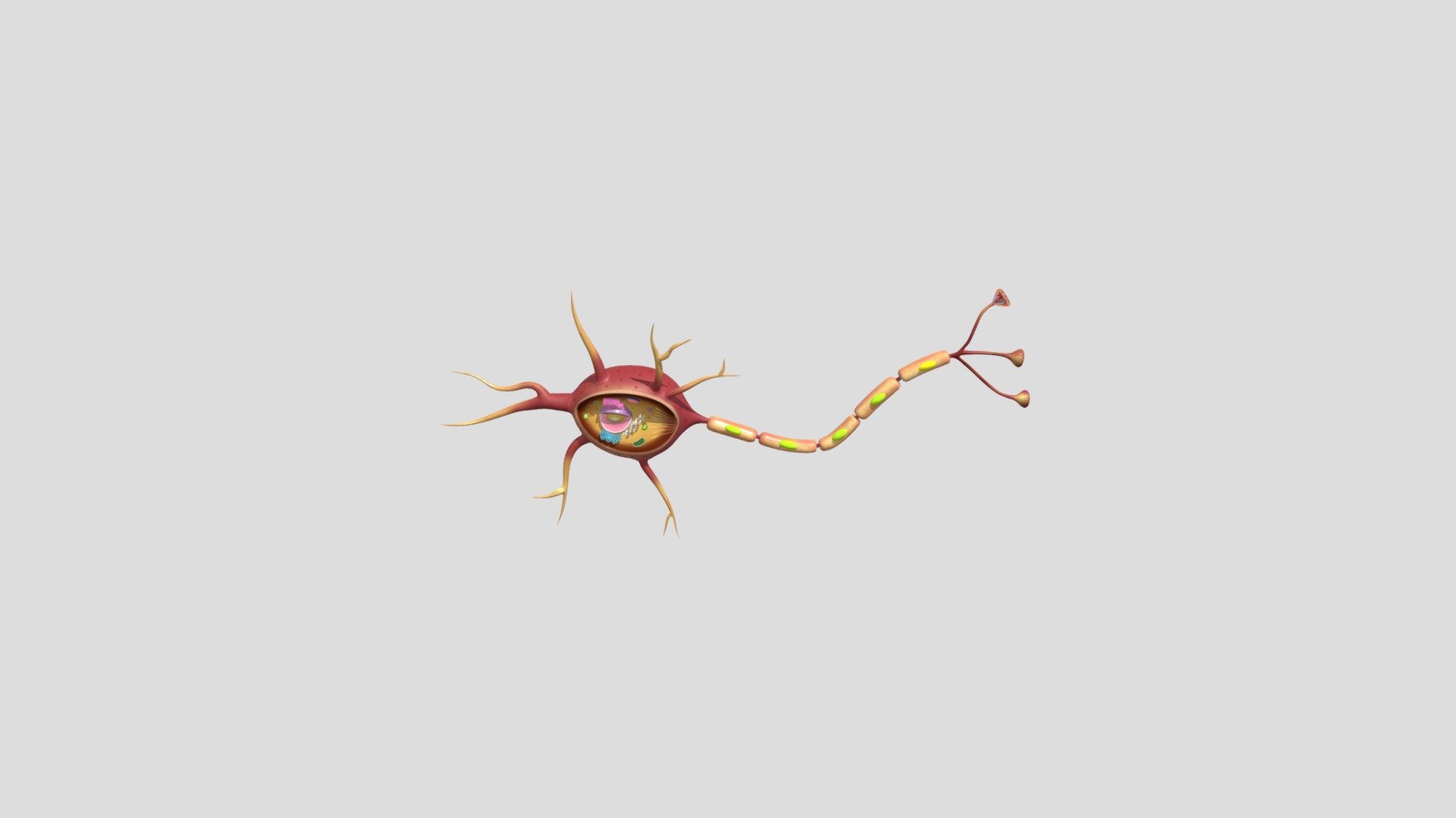 Bagian Jaringan Saraf - Download Free 3D model by Gusti Aldo Wijaya ...