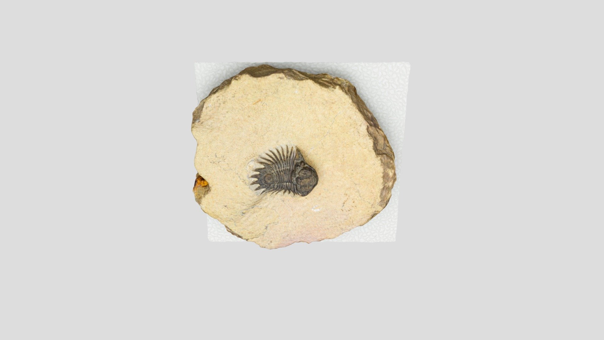 Devonian trilobite Lobopyge fossil - 3D model by Kaori_T [8604c1a ...