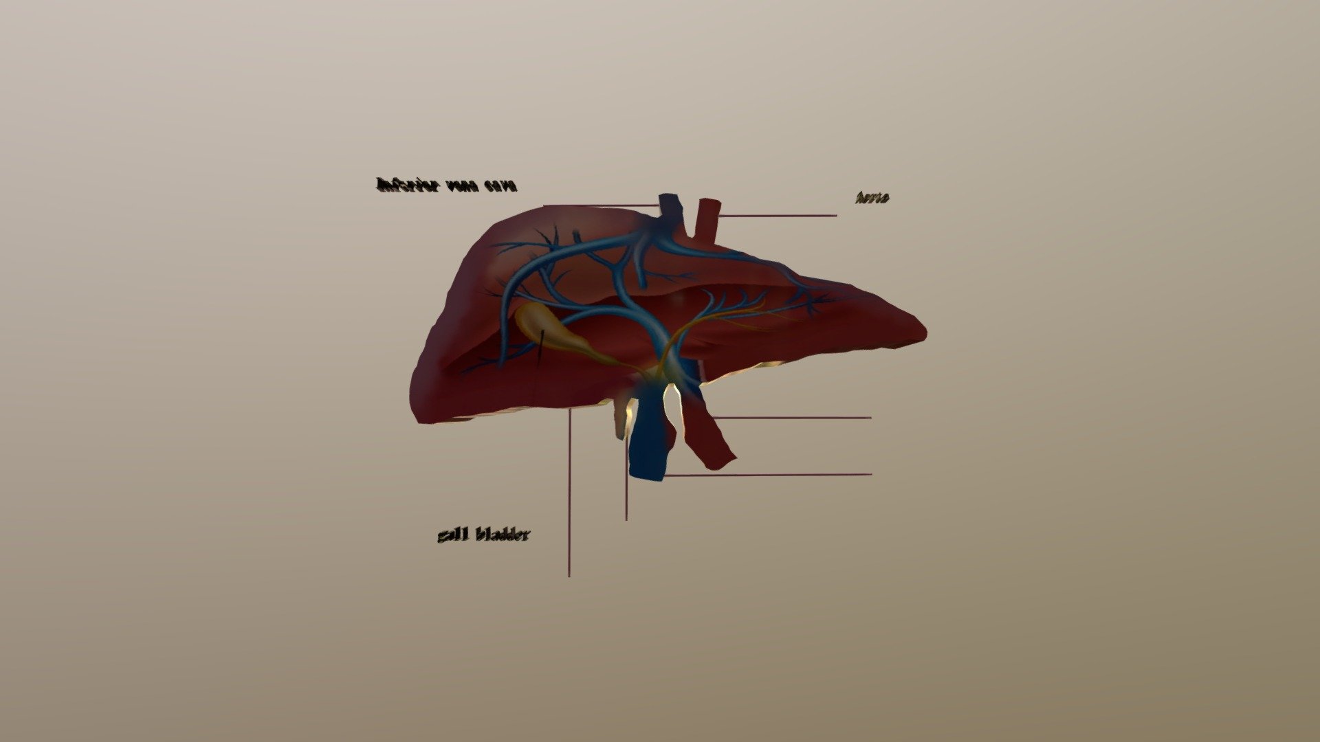 Organ Hati Fbx - 3D model by Fatmahmustapa [860527b] - Sketchfab