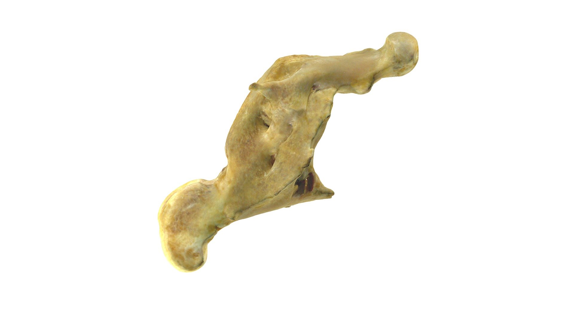 Dog Femur Broken/Healed - 3D model by rvcanatomy [86088d9] - Sketchfab