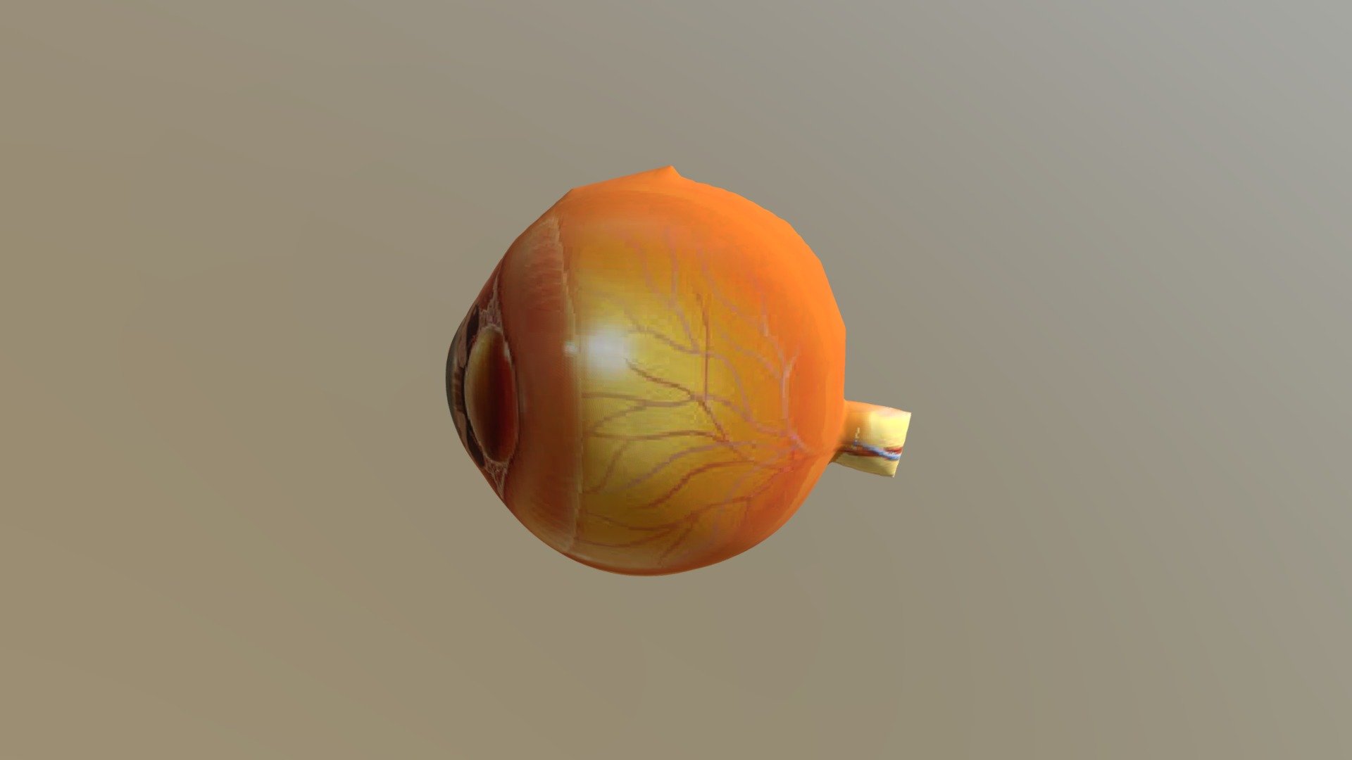 Anatomi Mata - 3D model by anatomimata [860def8] - Sketchfab