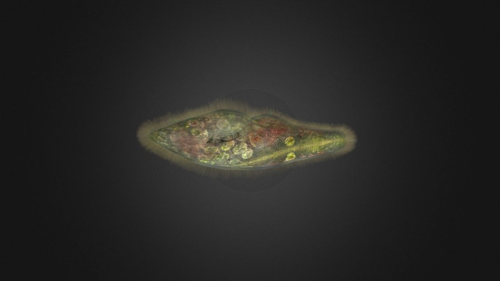 Paramaecium Инфузория Ciliata - 3D model by iTechnol [860ebe9] - Sketchfab