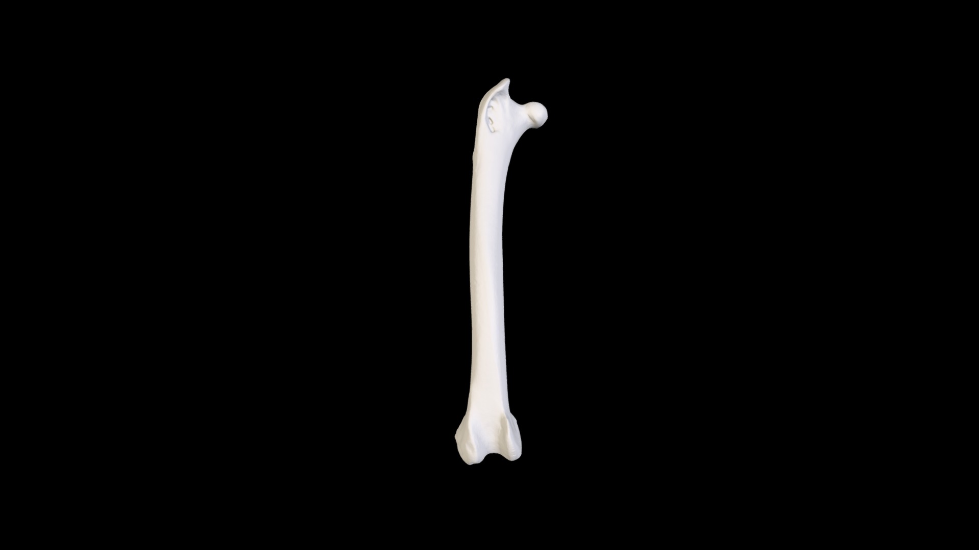 Common pheasant (Phasianas colchicus) femur - 3D model by Auckland ...