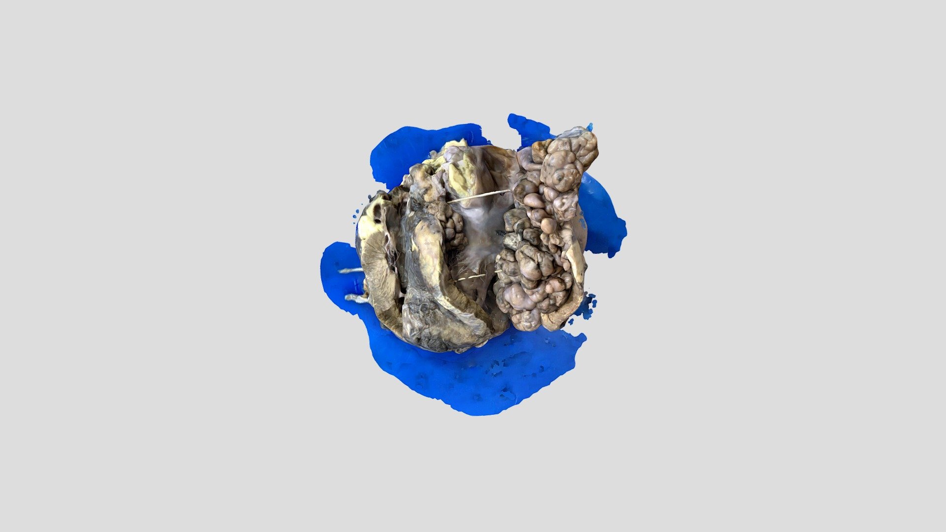 Tissue from a cow - Download Free 3D model by vetpath [8614d17] - Sketchfab